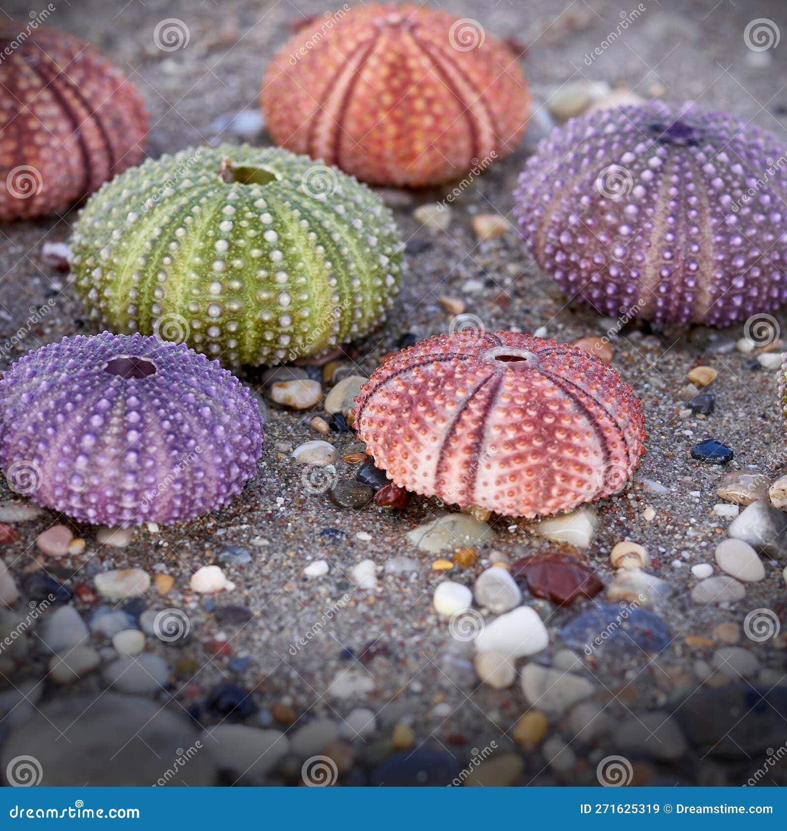 A Collection of Colorful Sea Urchin Shells Close Up on the Seaside ... A Collection of Colorful Sea Urchin Shells Close Up on the Seaside ...