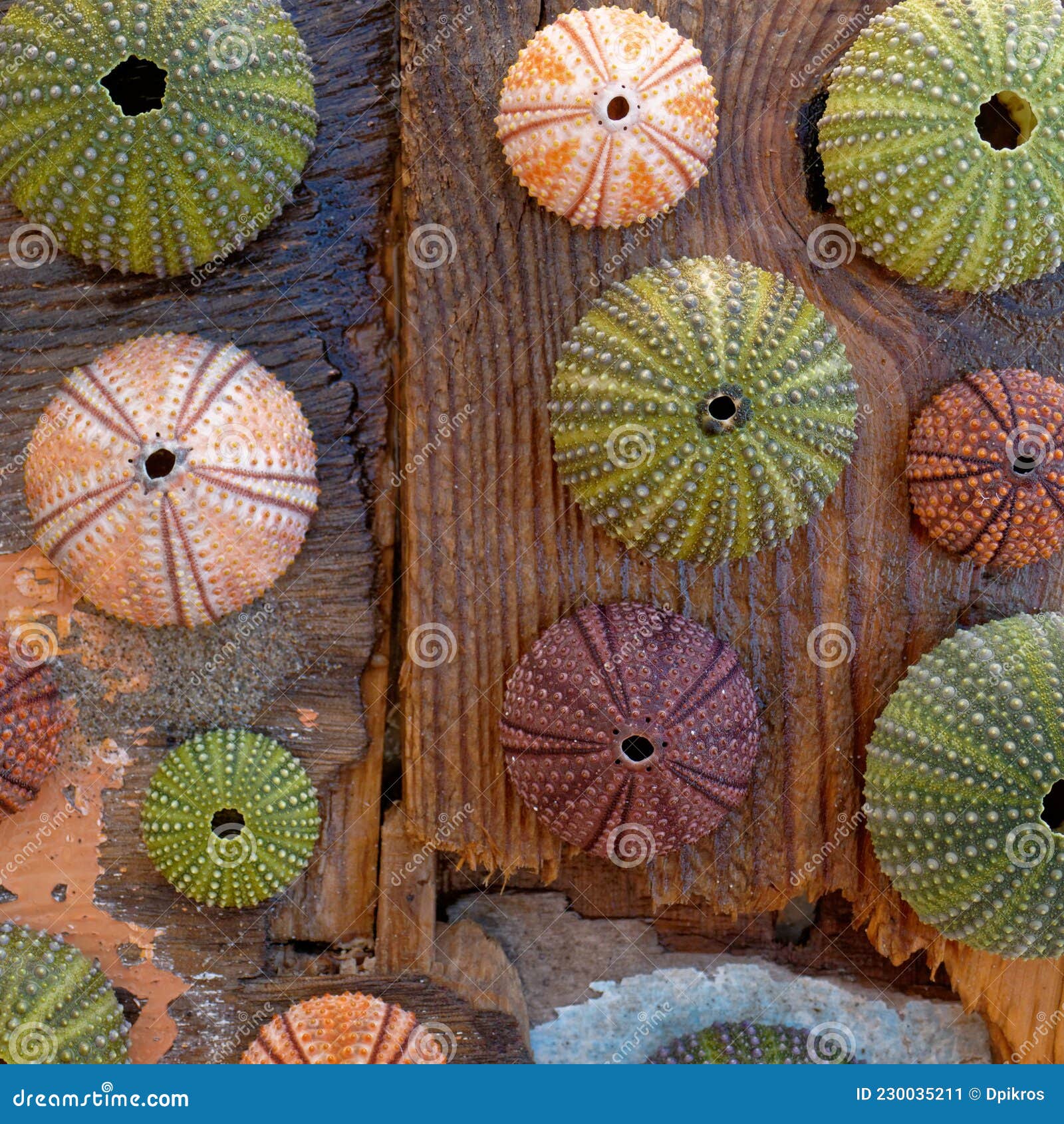 Collection of Colorful Sea Urchin Shells on Wet Weathered by the Sea ... Collection of Colorful Sea Urchin Shells on Wet Weathered by the Sea ...