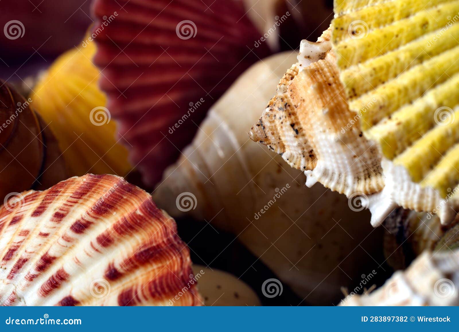 Collection of Colorful Seashells in Different Shapes and Patterns ...