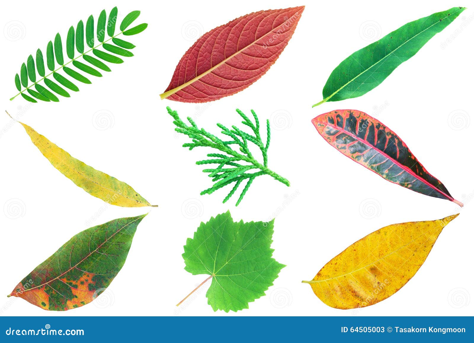 Collection of Colorful Various Leaves Isolated on White Stock Image ...