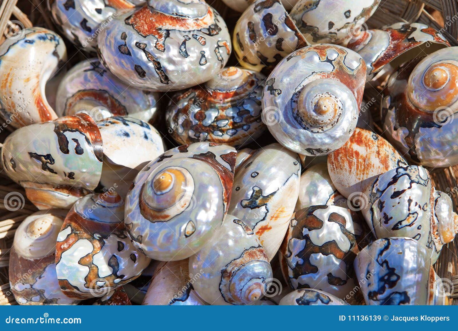 Collection of Colourful Coastal Sea Shells Stock Image - Image of ...