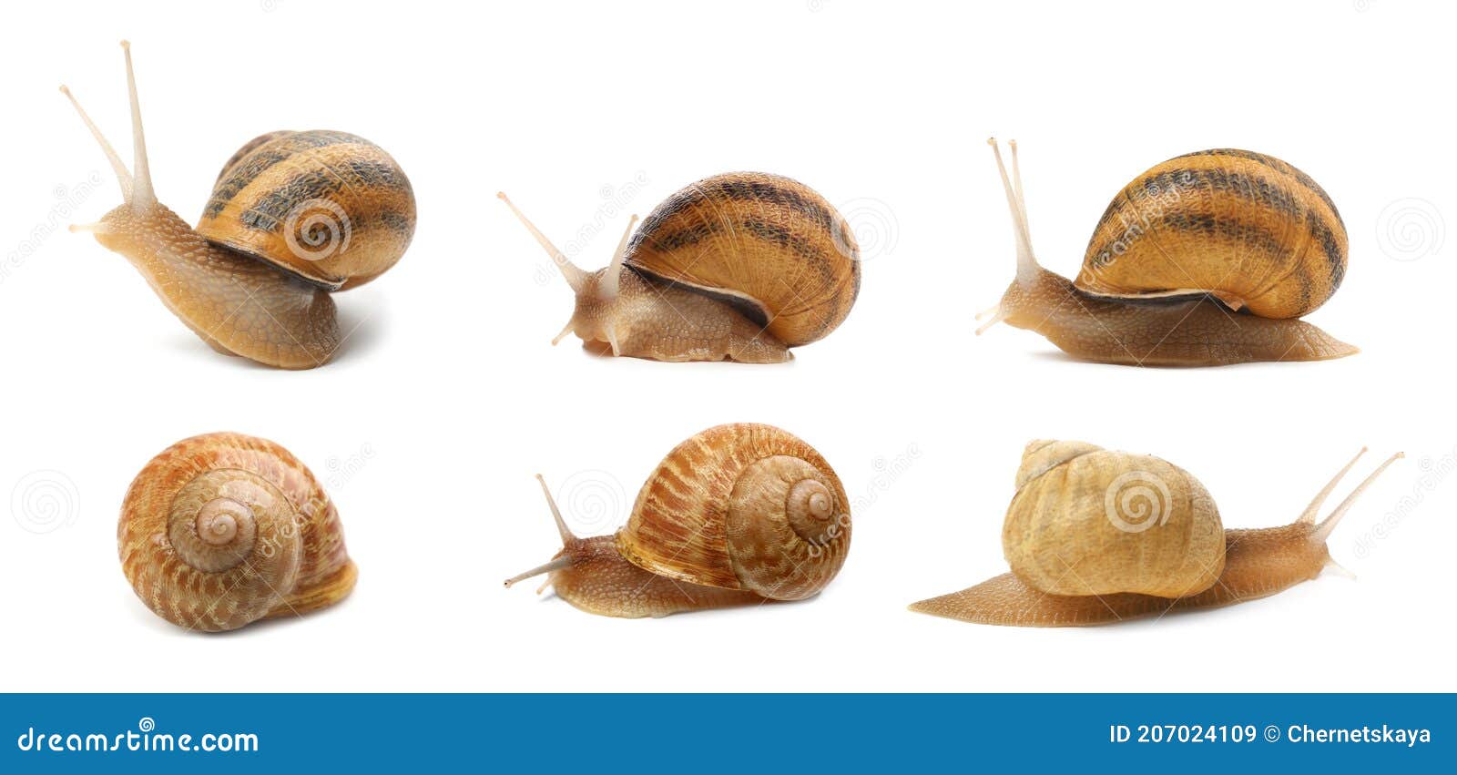 Collection of Common Garden Snails on White Background. Banner Design ...