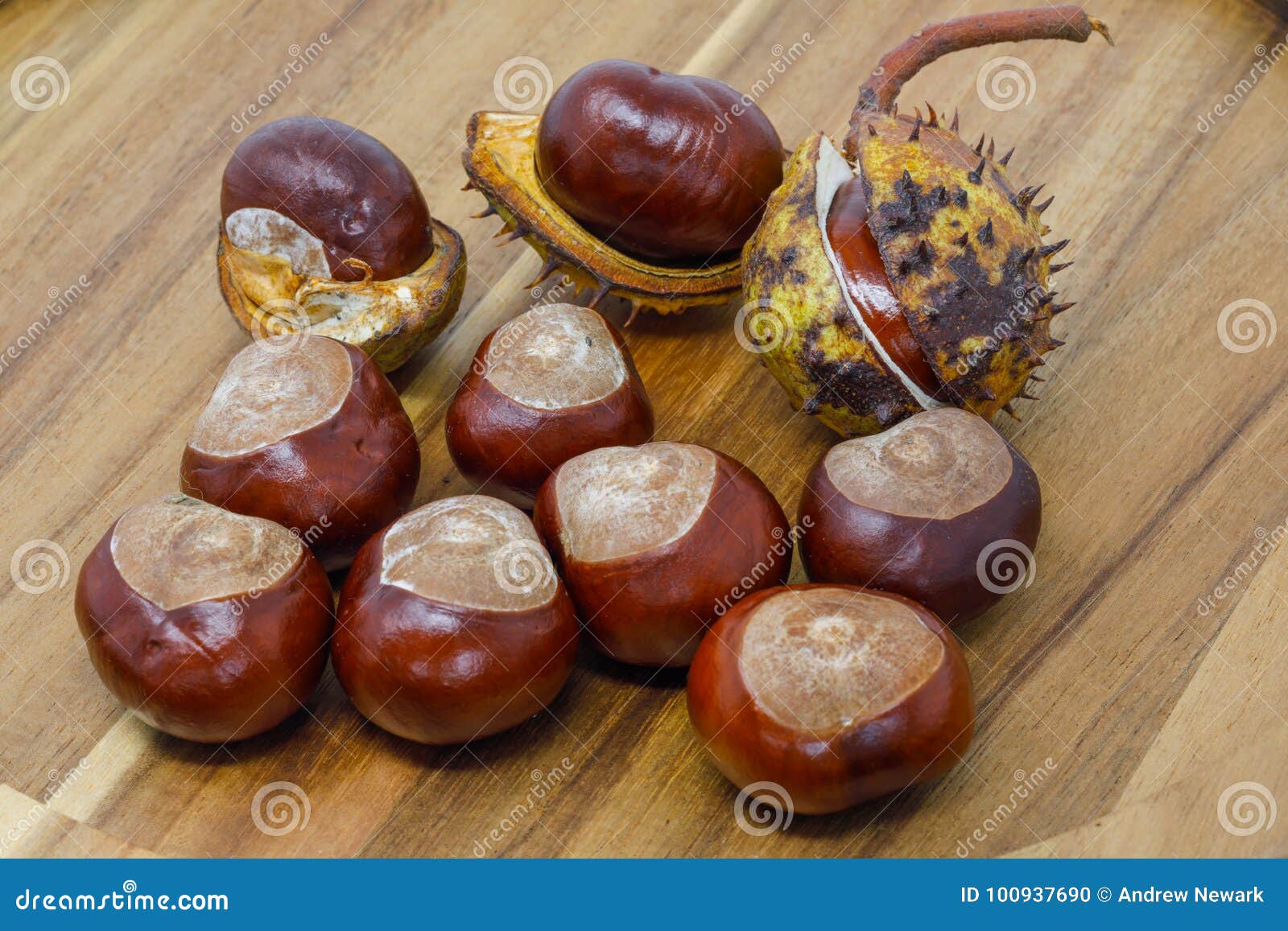 Collection of conkers stock photo. Image of fruit, collection - 100937690