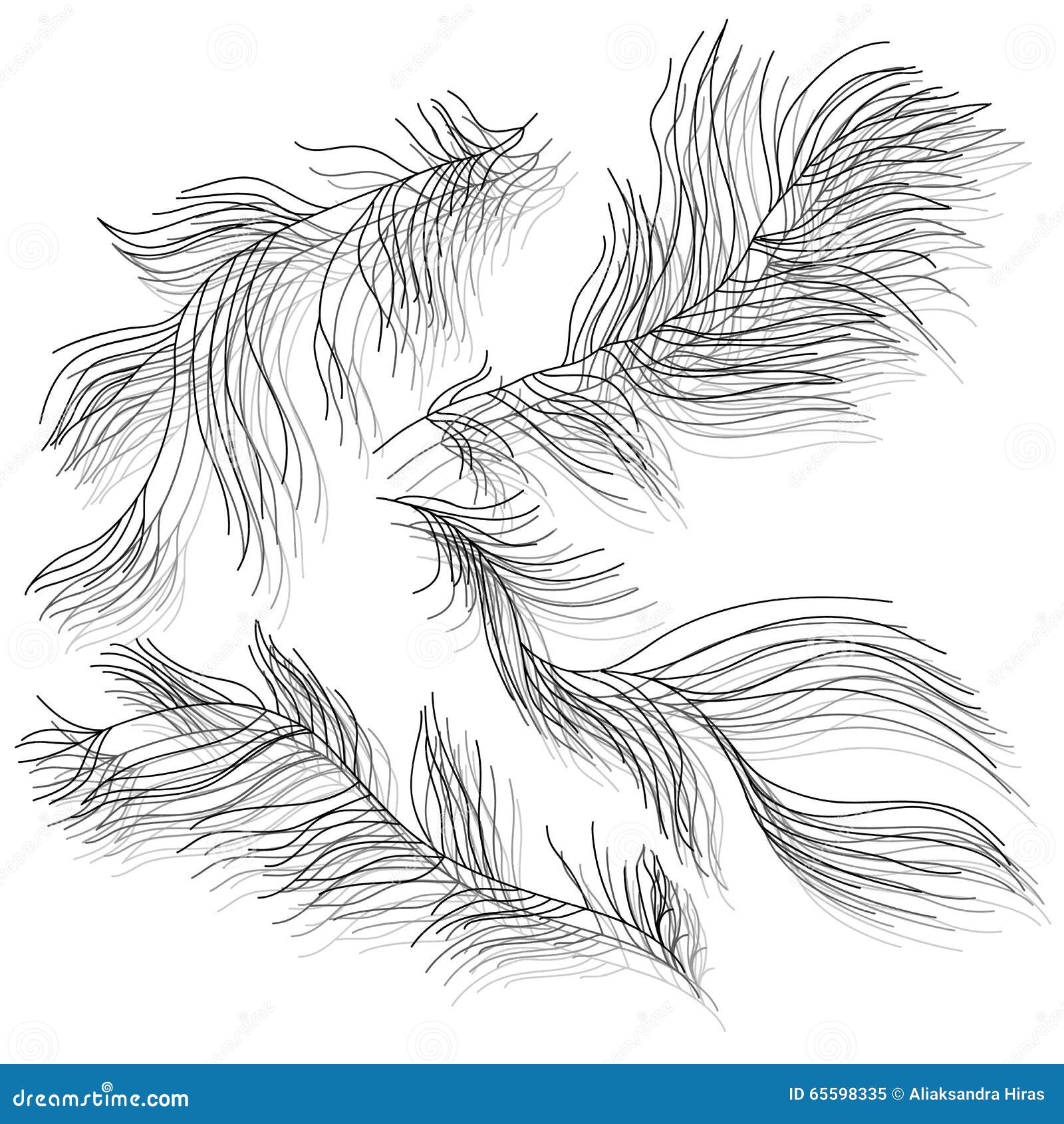 Collection of Contour Feathers Stock Vector - Illustration of drawing ...