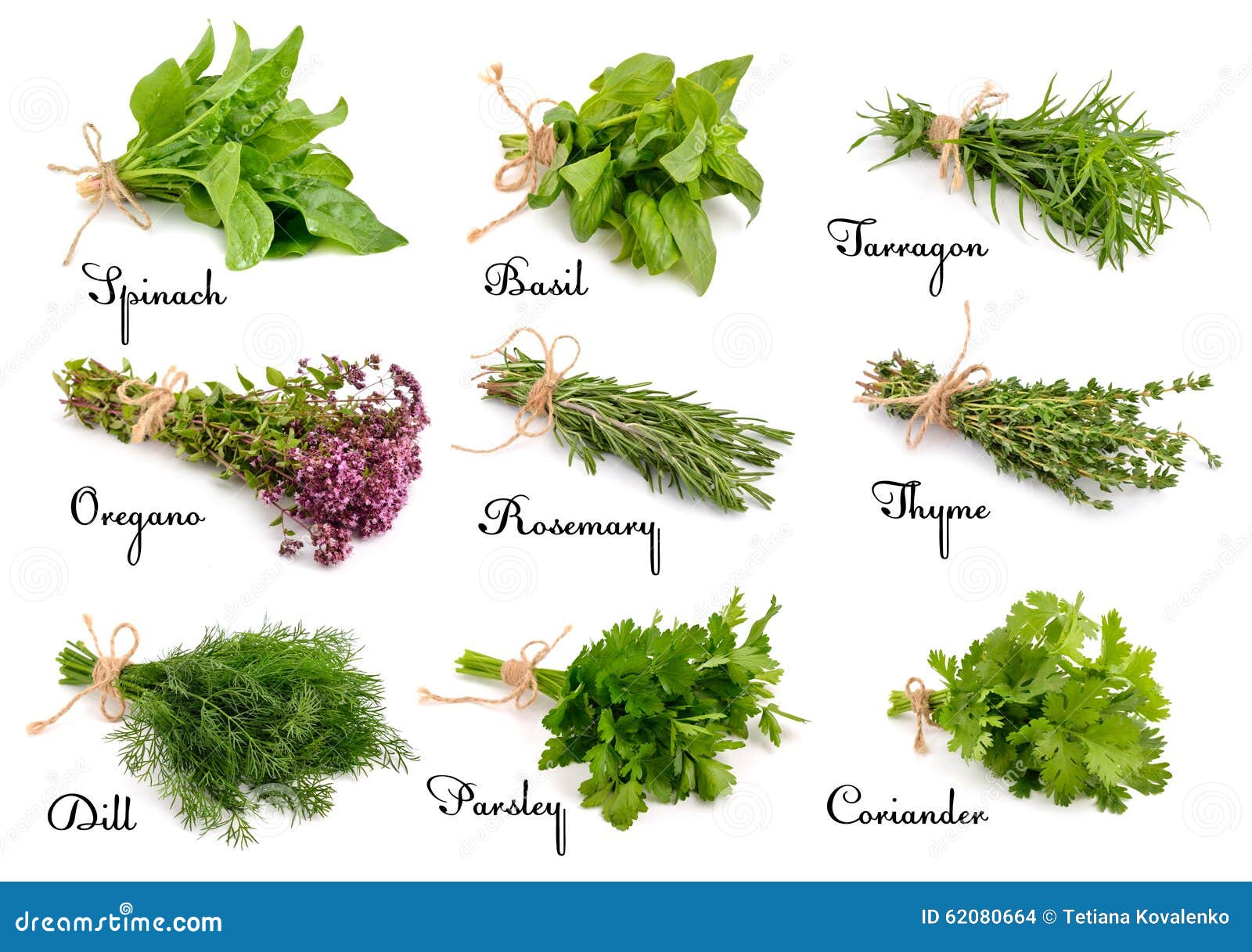 Collection of Cooking Herbs and Spices. Stock Photo - Image of nature ...