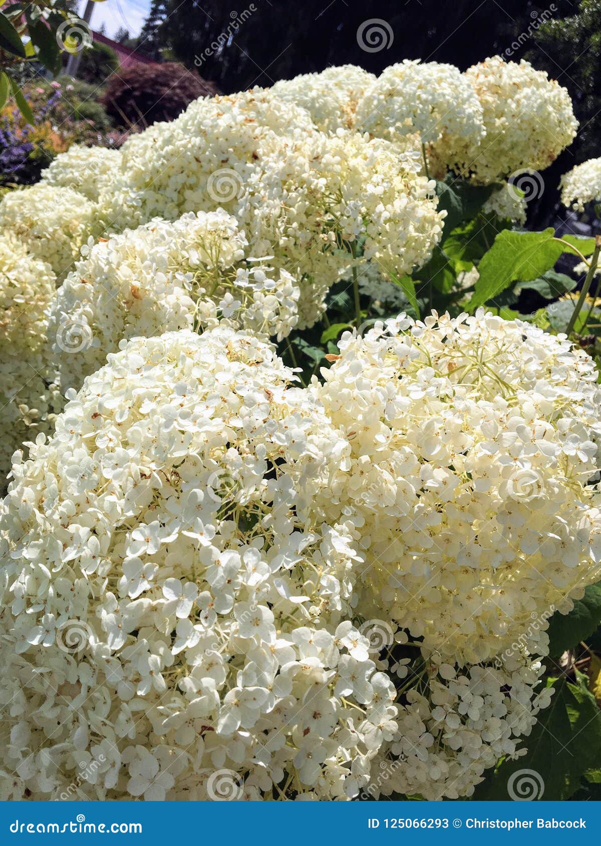 A Collection of Cream White Hydrangeas Stock Image - Image of colorful ...