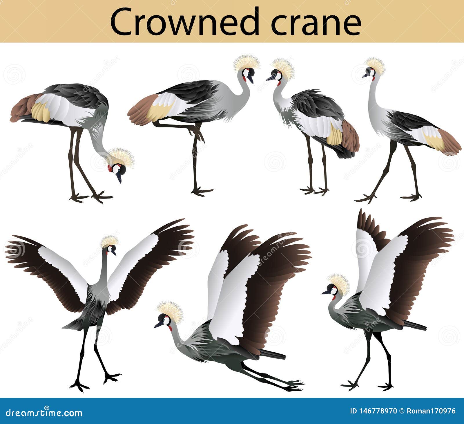 Set Of Crowned Cranes Cartoon Royalty-Free Illustration | CartoonDealer ...