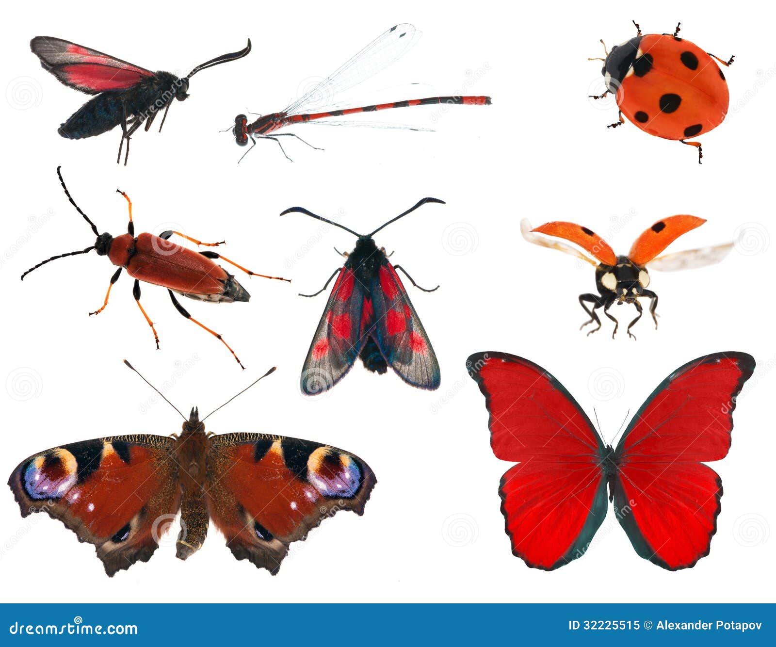 Collection D'insecte De Couleur Rouge D'isolement Sur Le Blanc Image ...