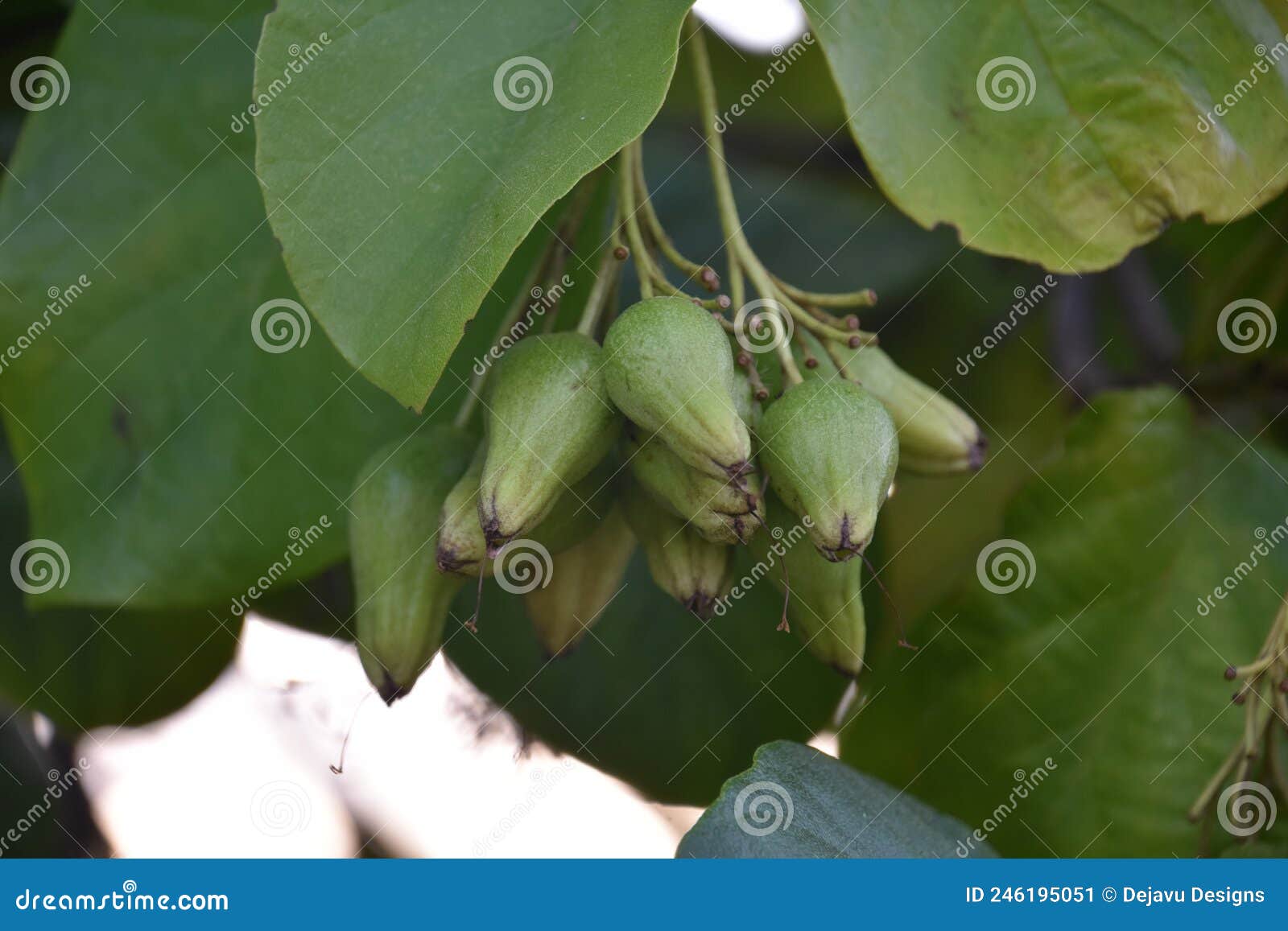 Collection of Dangling Seed Pods on a Bush Stock Image - Image of fruit ...