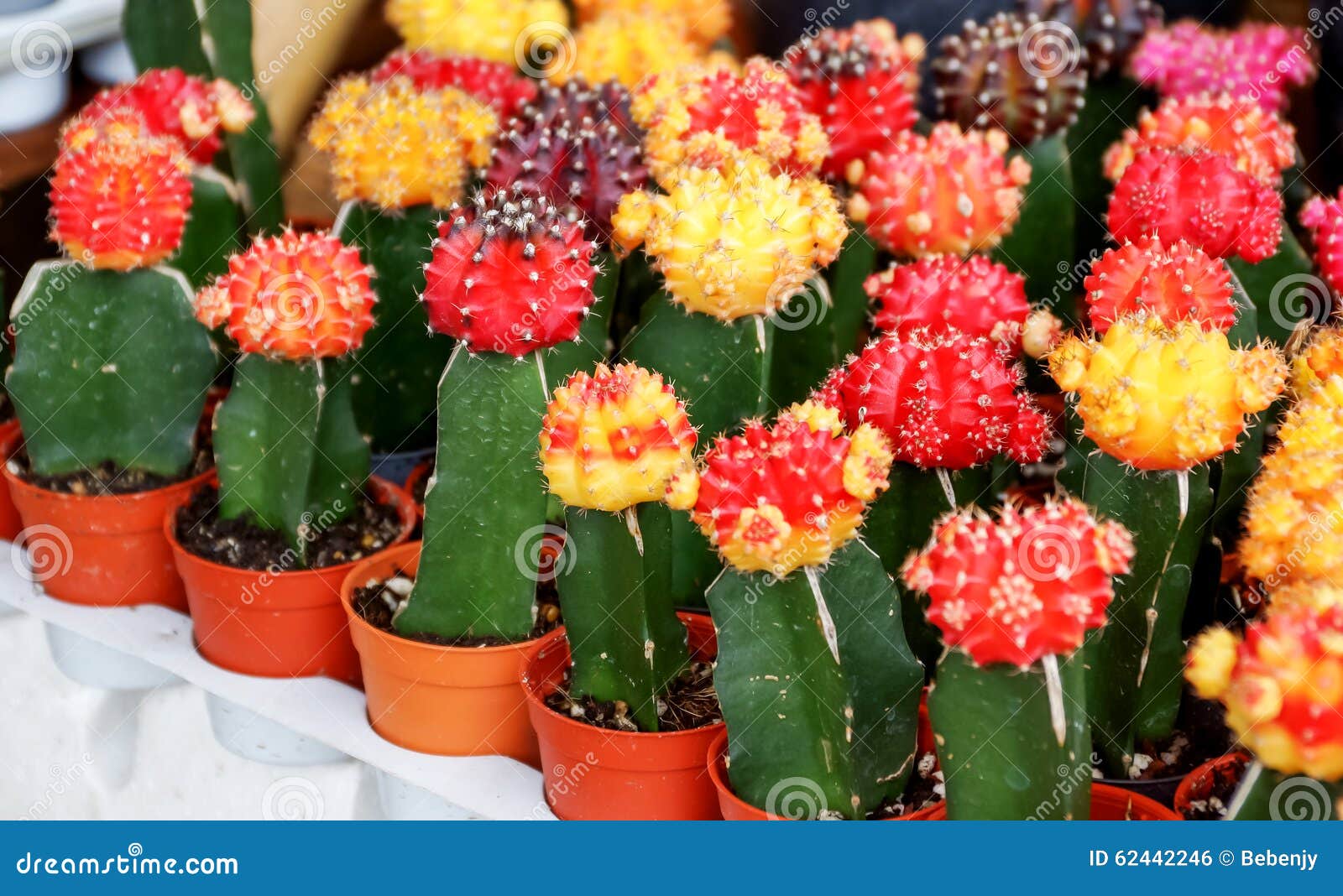Collection de cactus photo stock. Image du nature, épine - 62442246