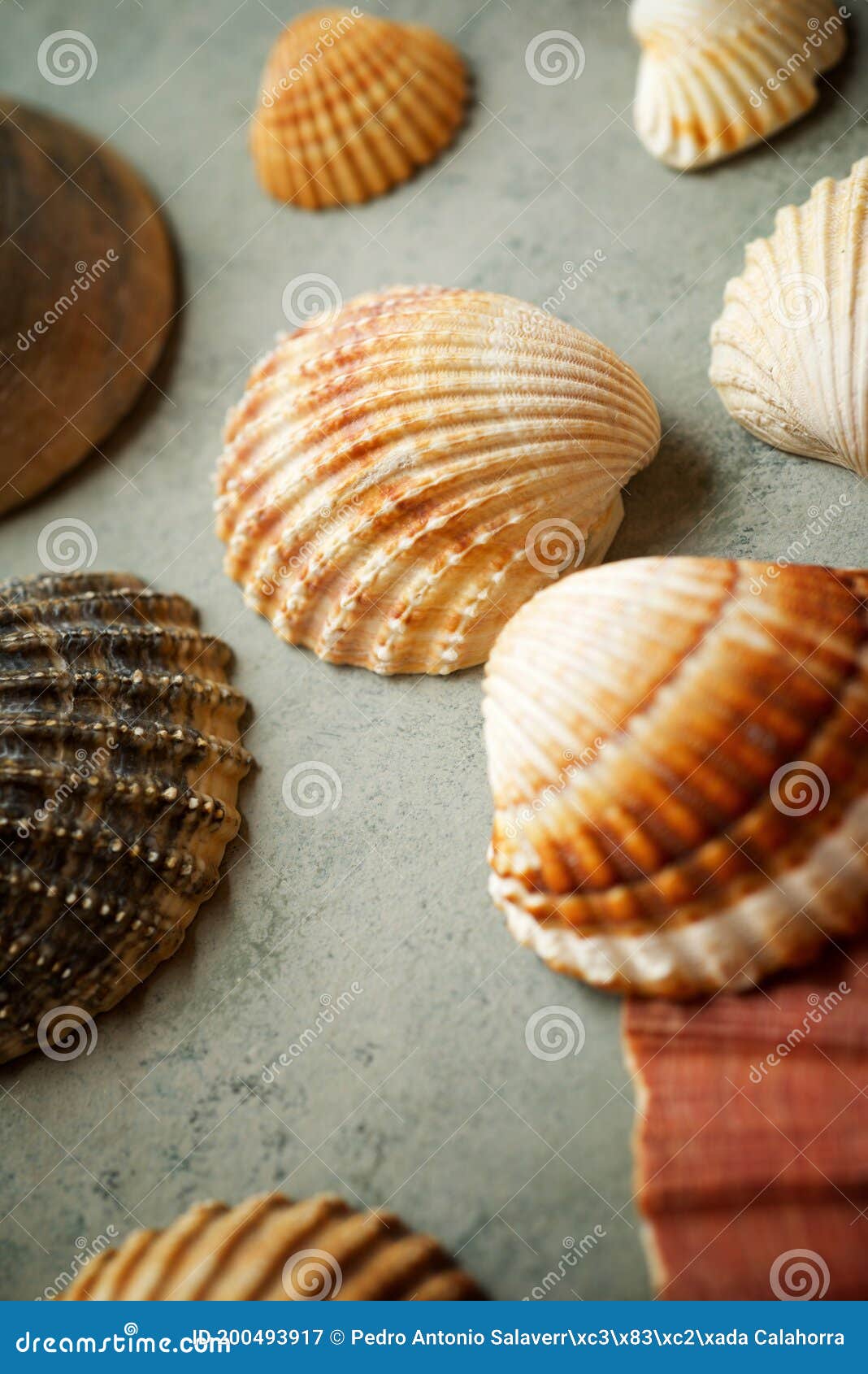 Collection de coques image stock. Image du coquillage - 200493917