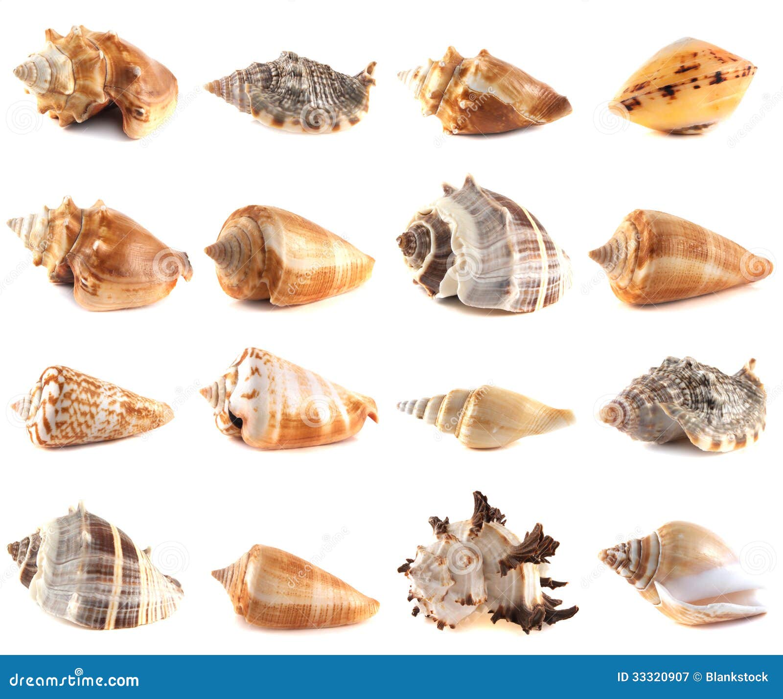 Collection De Coquillage Sur Le Fond Blanc. Image stock - Image du ...