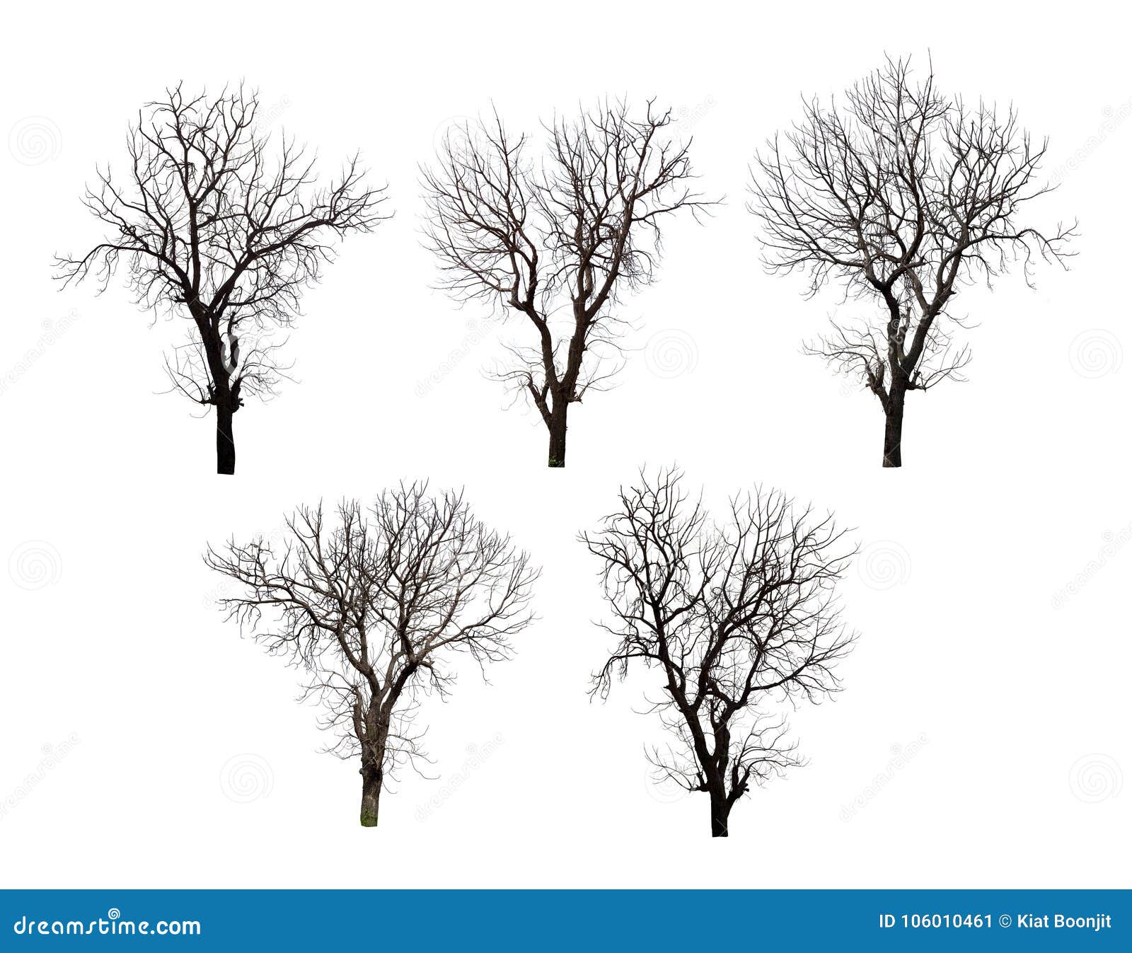 Collection of Dead Black Tree Isolated on White Background Stock Image ...