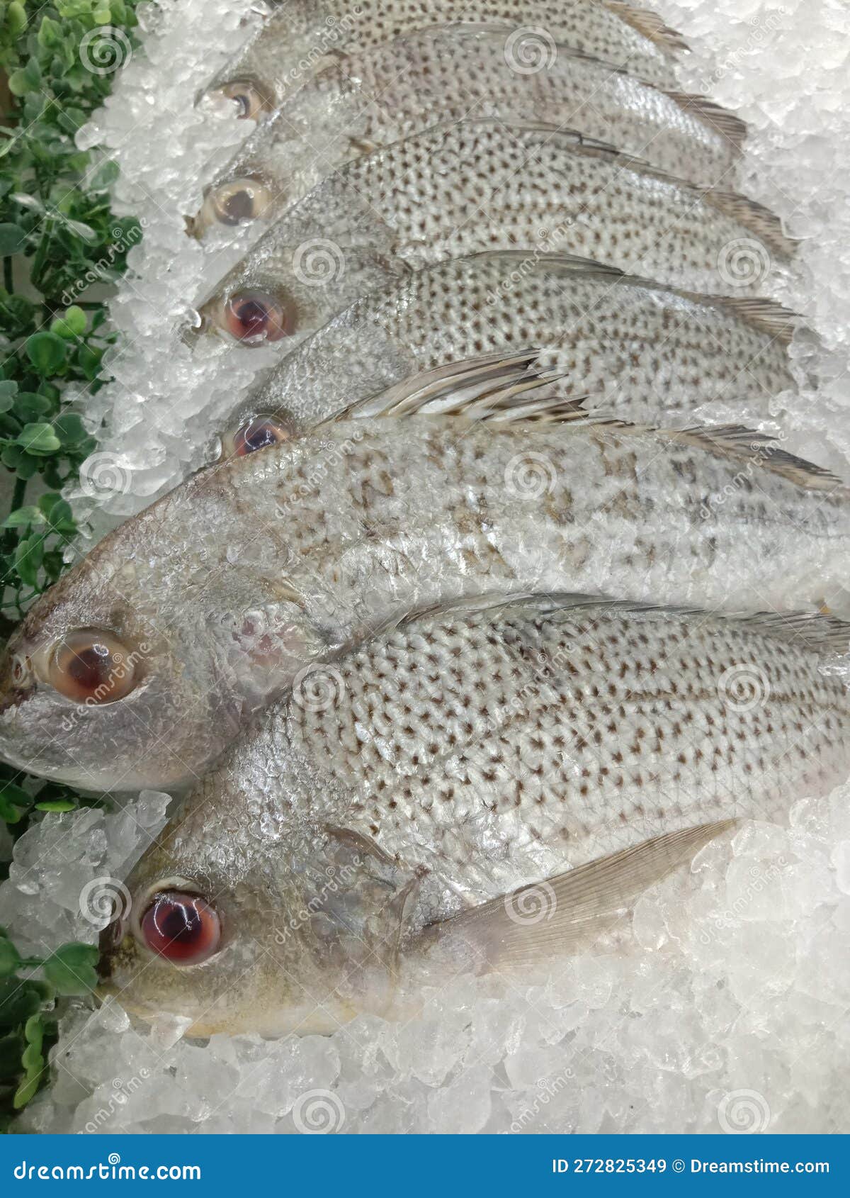 Collection of Dead Fish Arranged in a Row Stock Image - Image of cube ...