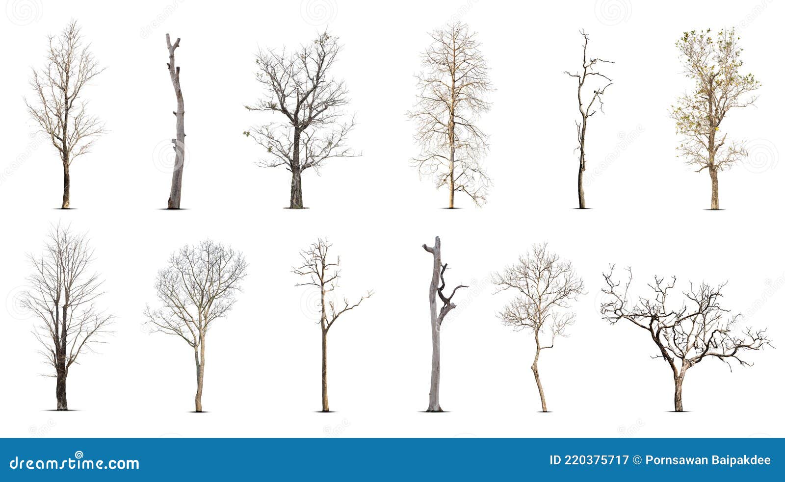 Collection of dead tree stock image. Image of bough - 220375717
