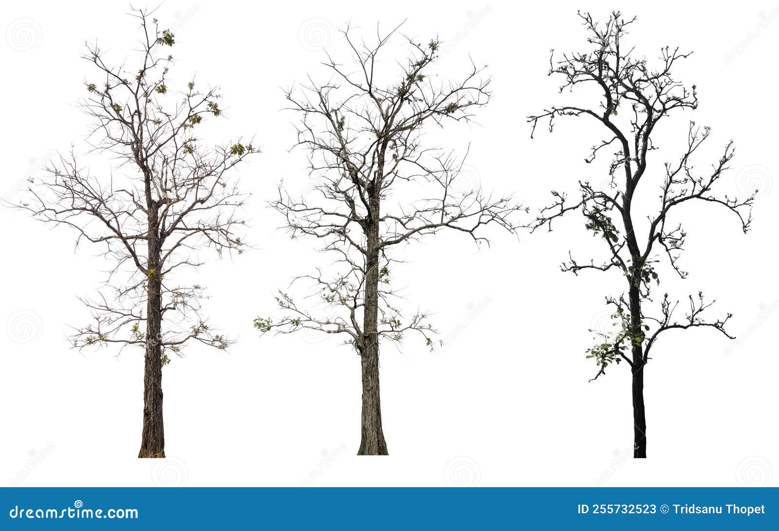 Collection Death Tree on White Background Stock Image - Image of gray ...