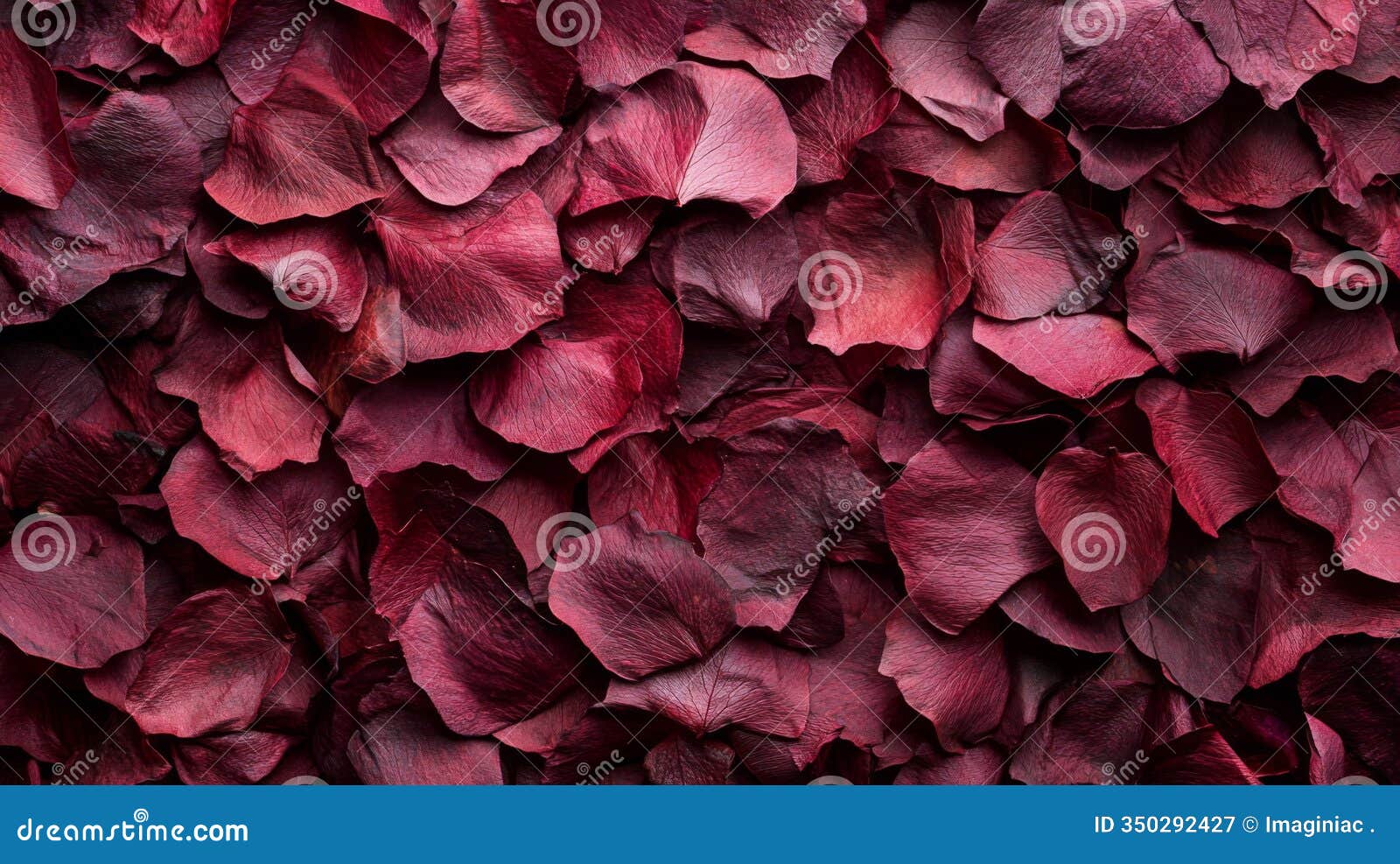A Collection of Deep Red Rose Petals Stock Illustration - Illustration ...