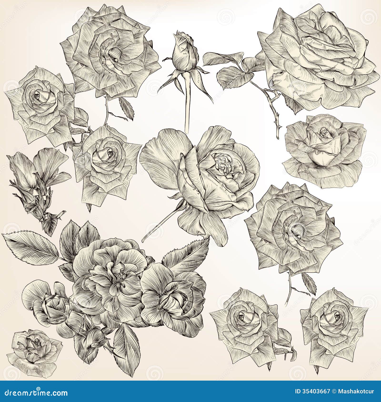 Collection of Detailed Roses Flowers Stock Vector - Illustration of ...