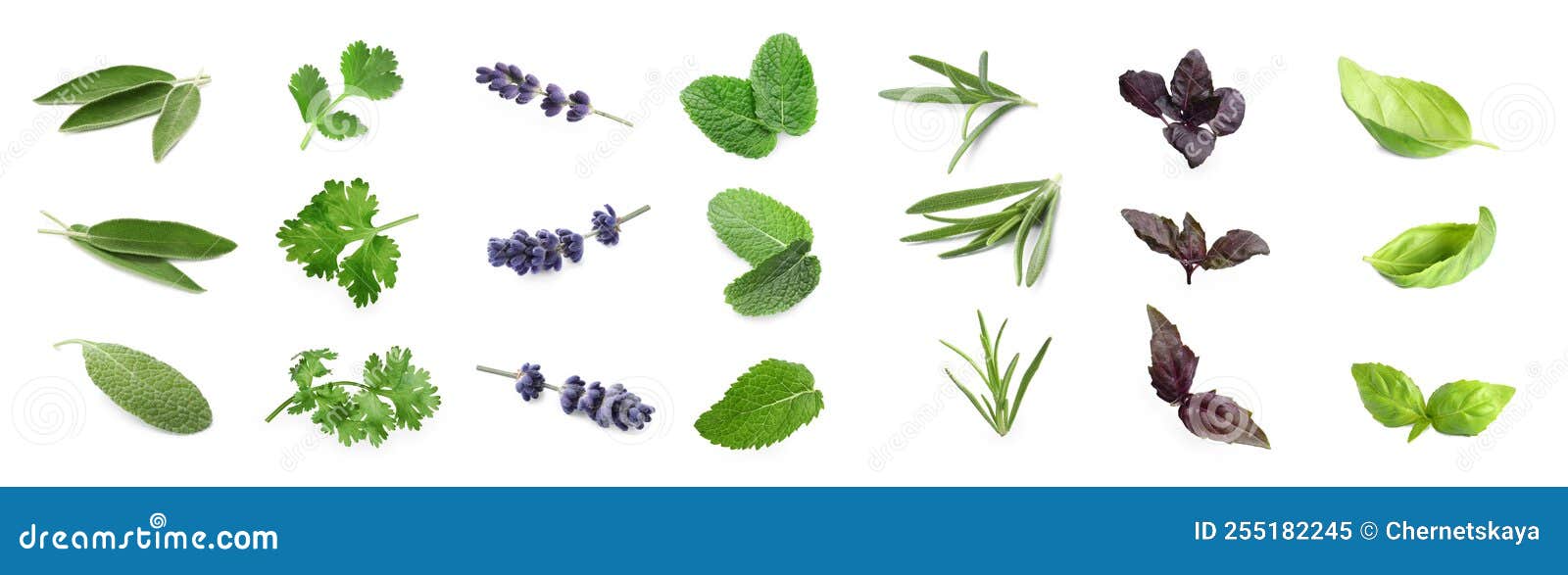 Collection of Different Aromatic Herbs on White Background. Banner ...