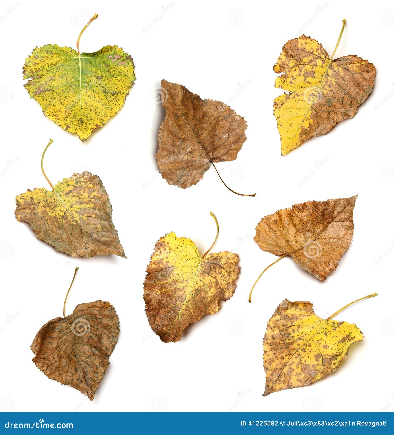 Collection of Different Autumn Leaves Stock Photo - Image of botanic ...