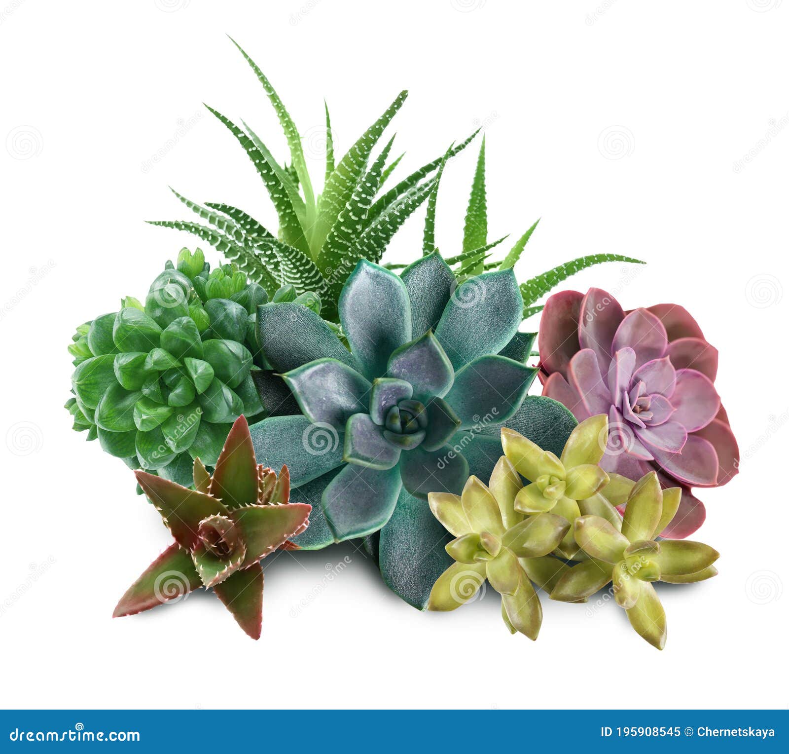 Collection of Different Beautiful Succulents on White Background Stock ...