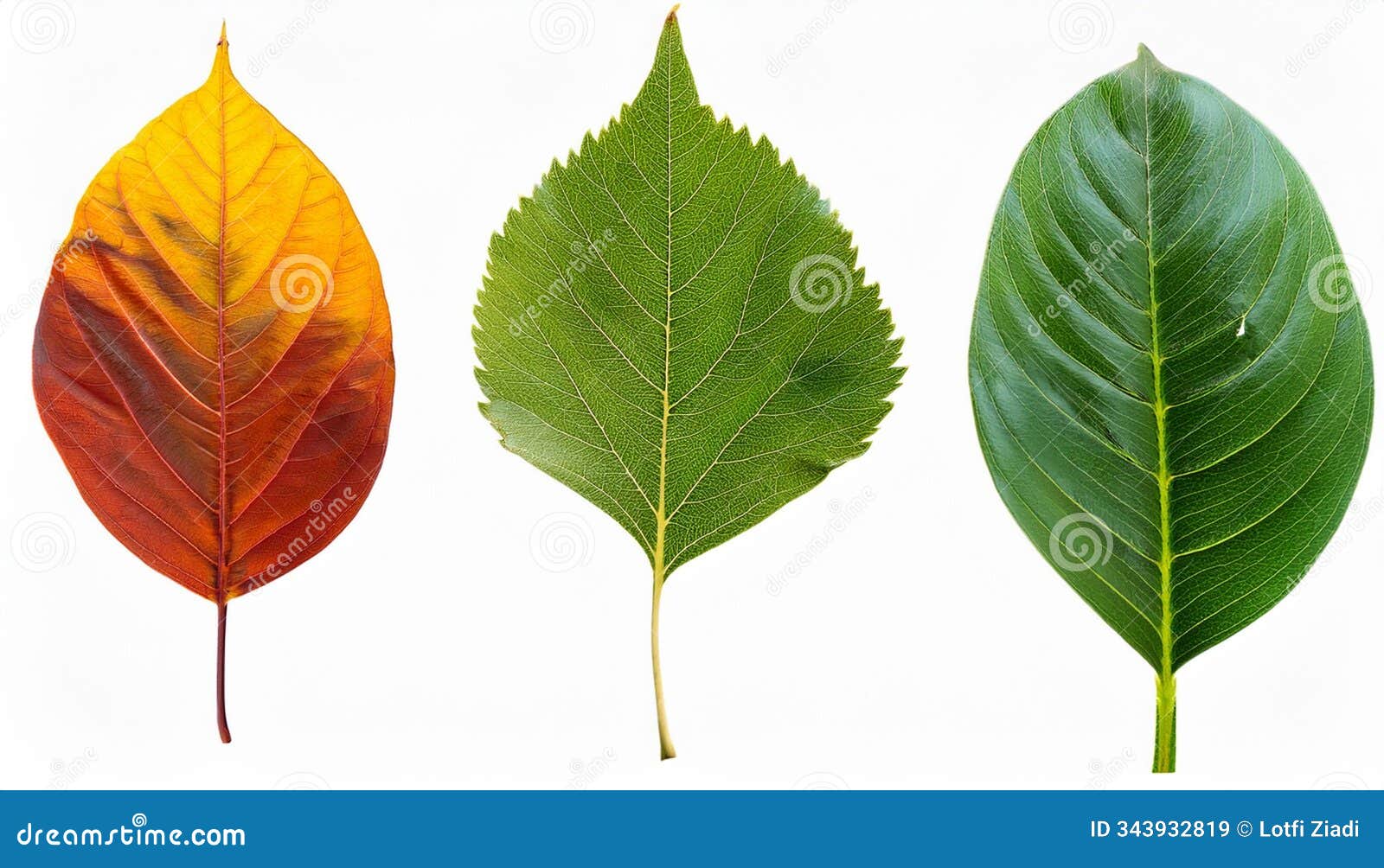 Collection of Different Color Branch and Leaves Isolate on White ...