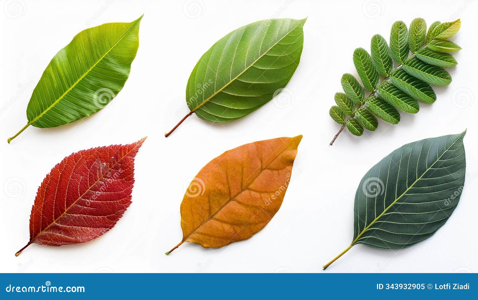 Collection of Different Color Branch and Leaves Isolate on White ...