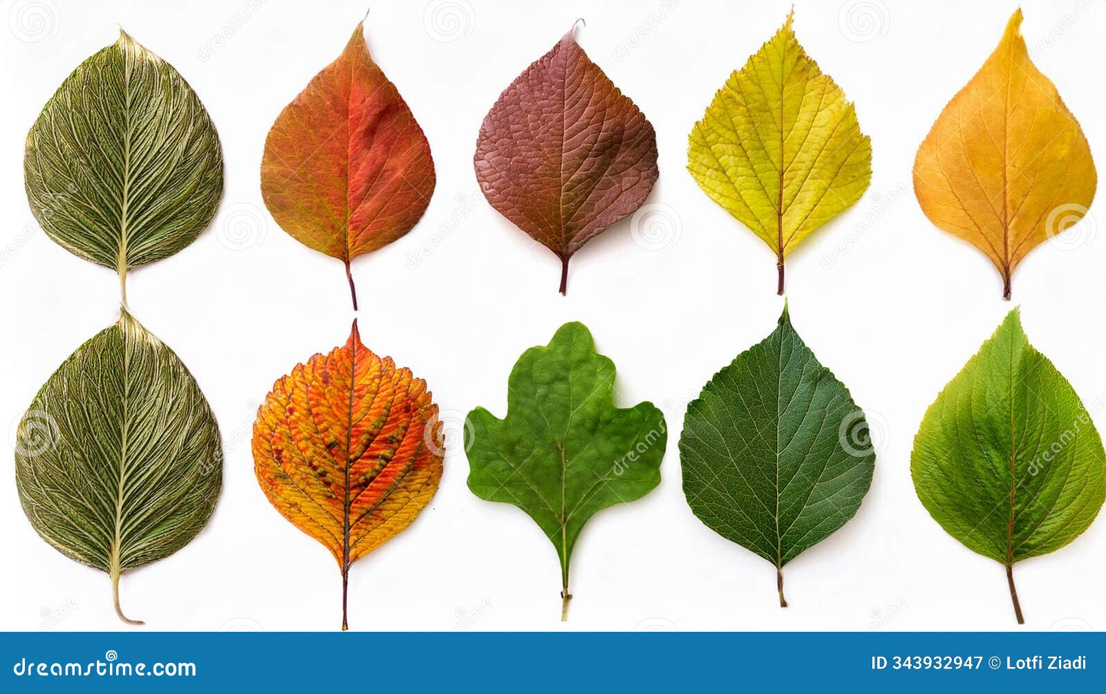Collection of Different Color Branch and Leaves Isolate on White ...