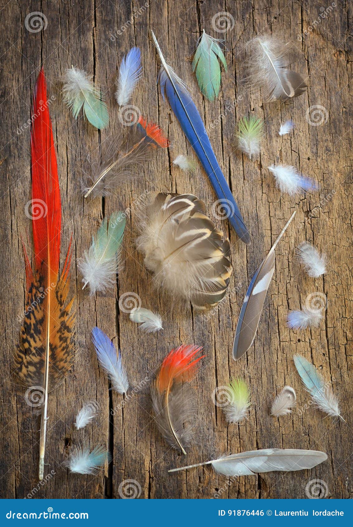 Collection of Different Color Feathers Stock Photo - Image of ...