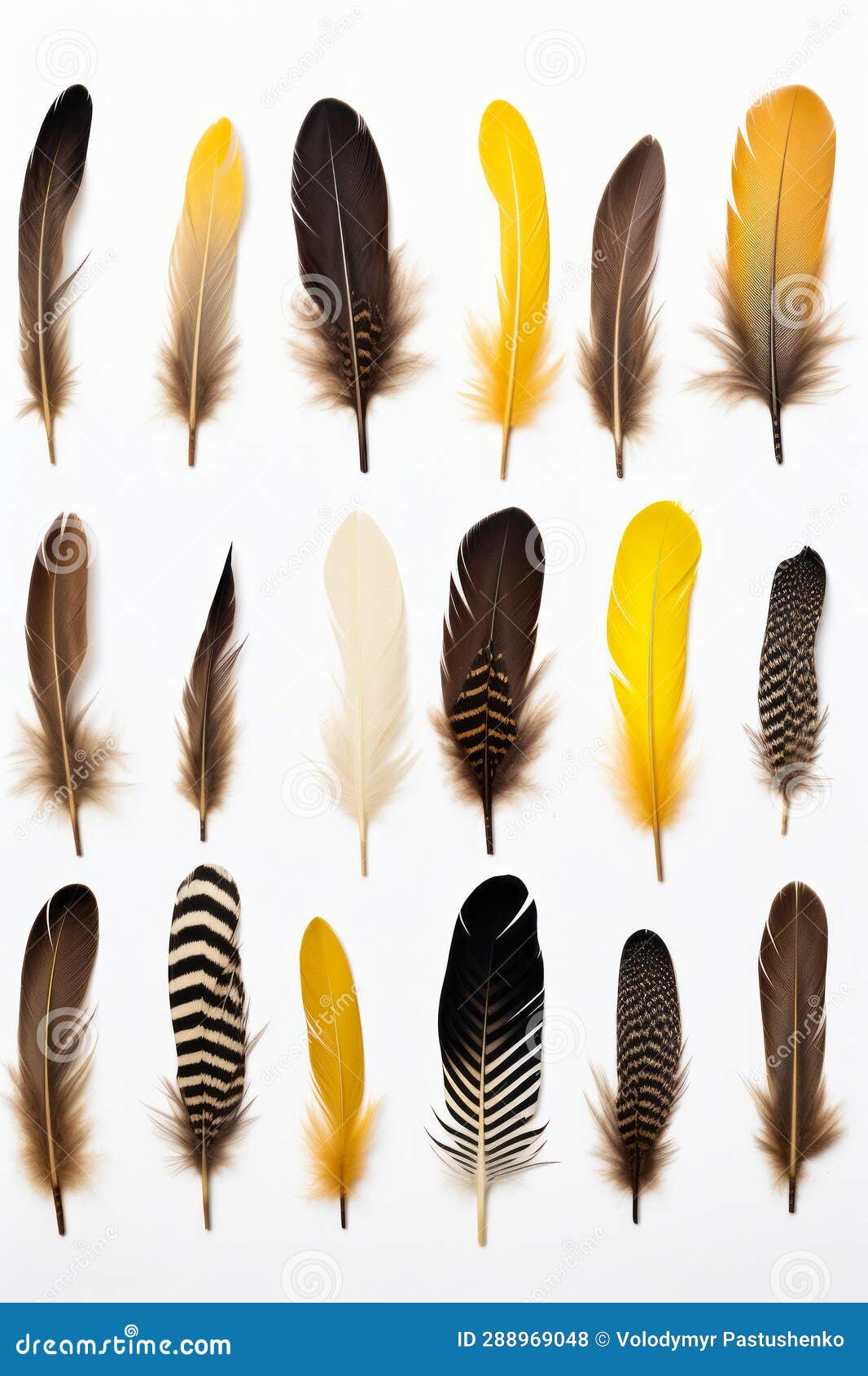Collection of Different Colored Feathers on White Background, with ...