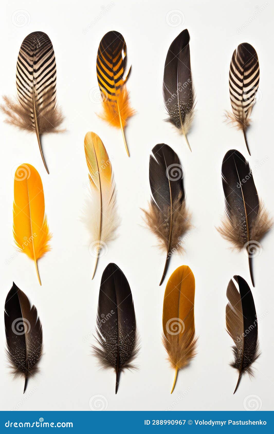 Collection of Different Colored Feathers on White Surface with Black ...