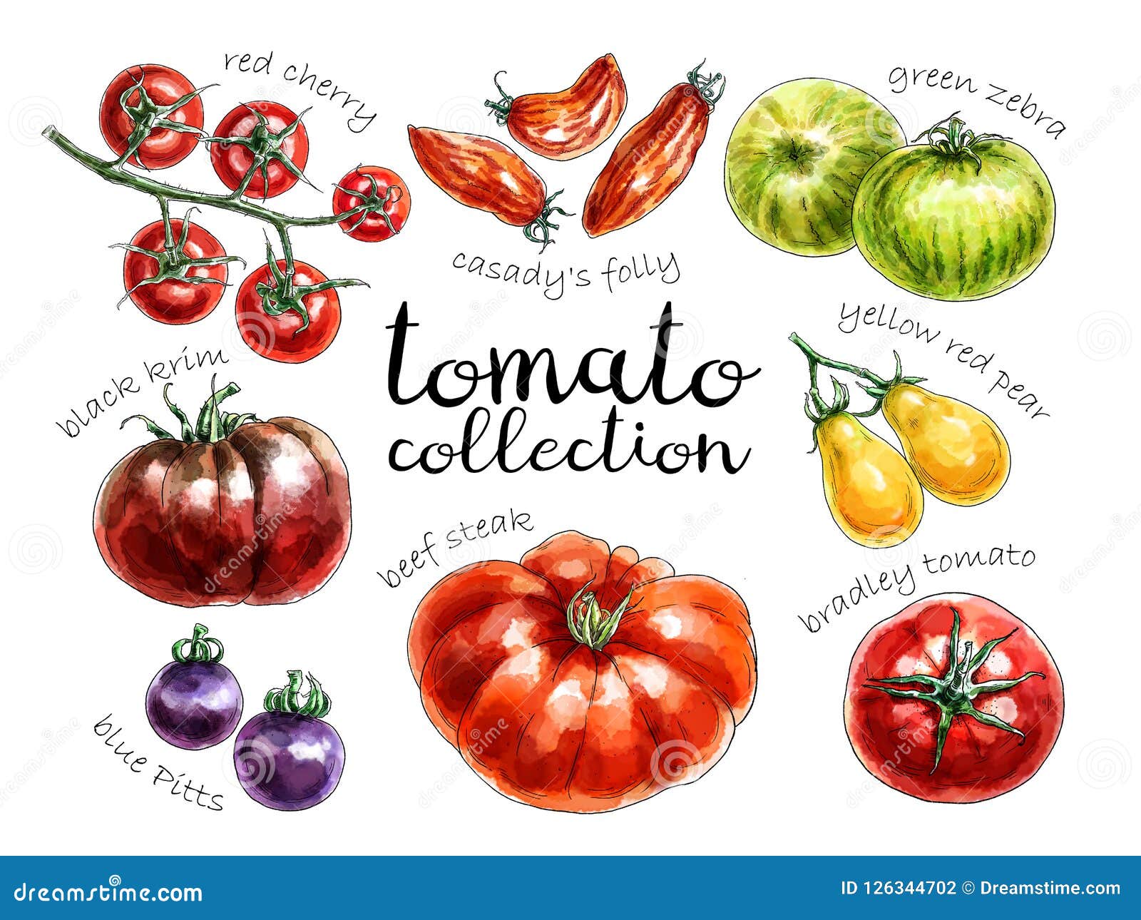 Collection of Different Colored Tomatoes. Stock Illustration ...