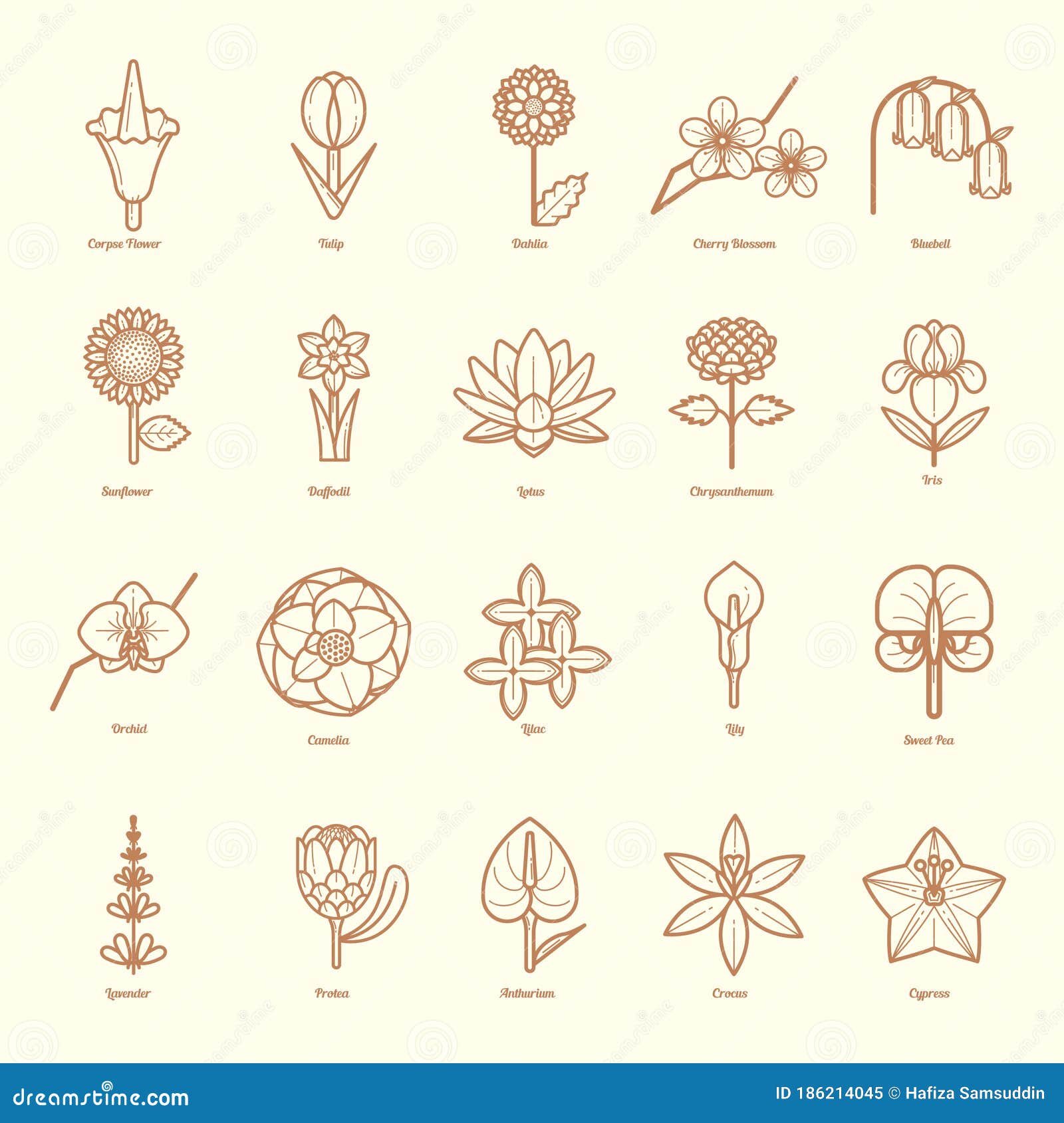Collection of Different Flowers. Vector Illustration Decorative Design ...