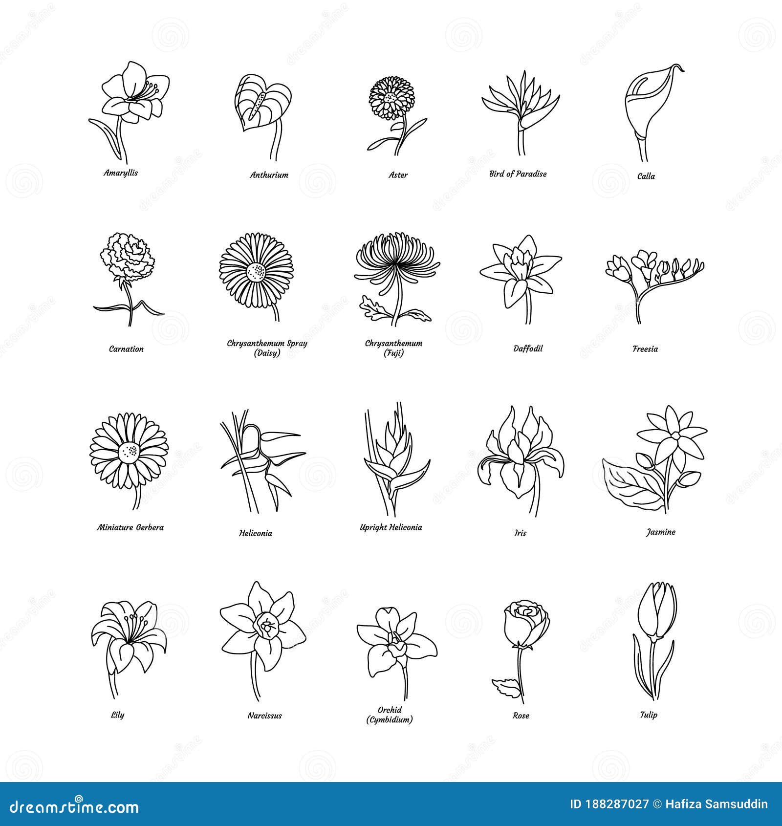 Collection of Different Flowers. Vector Illustration Decorative Design ...