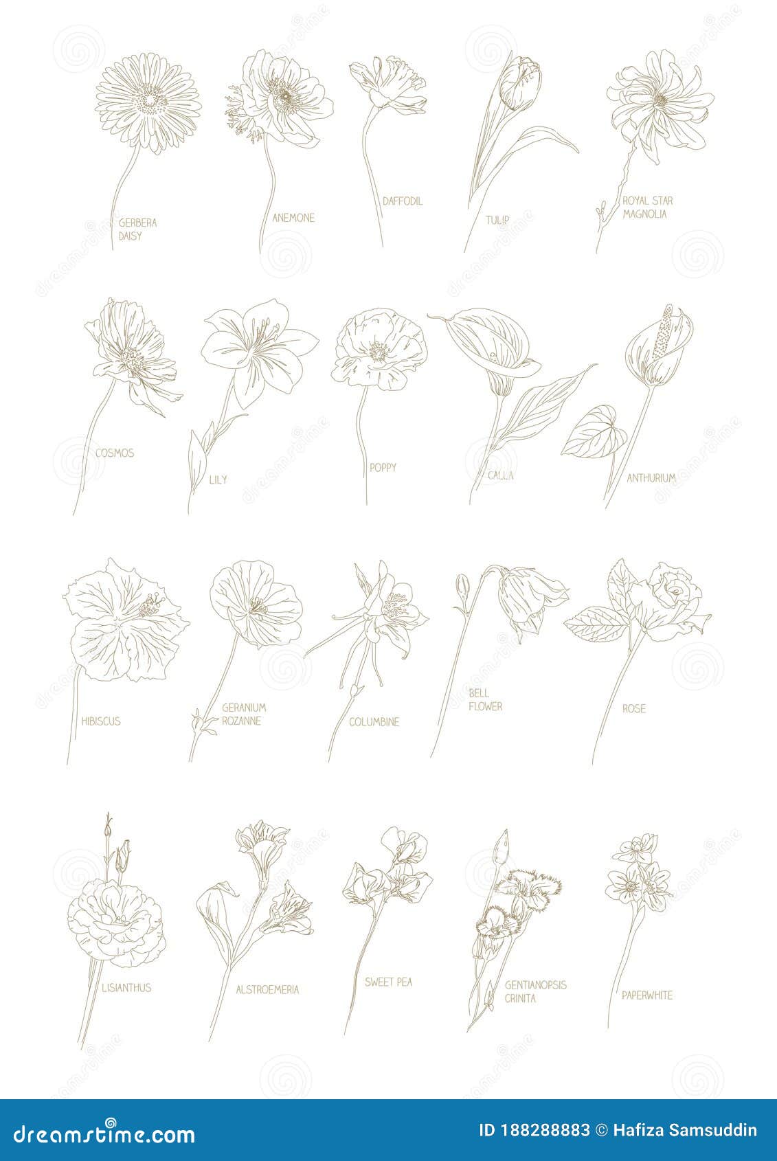 Collection of Different Flowers. Vector Illustration Decorative Design ...