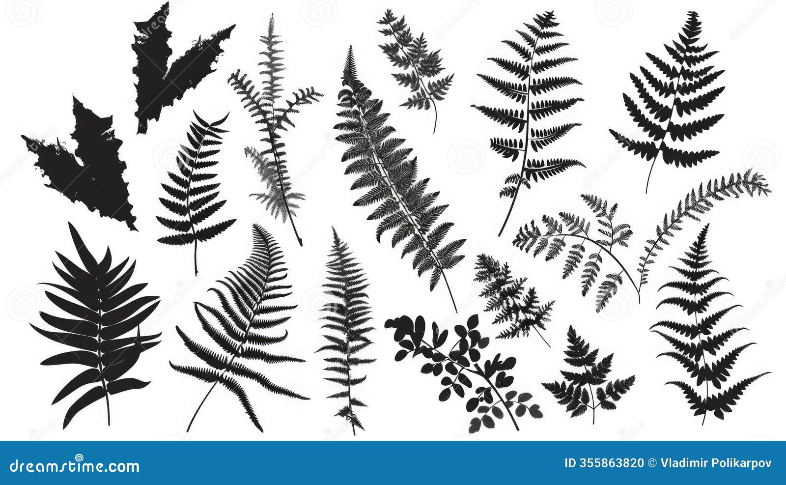 A Collection of Different Leaf Types Arranged on a White Background for ...