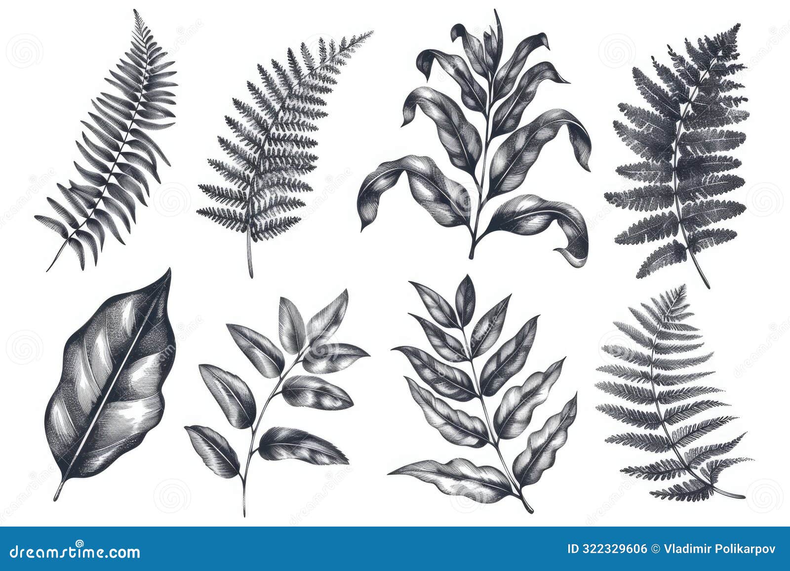 A Collection of Different Leaf Types on a Surface Stock Illustration ...