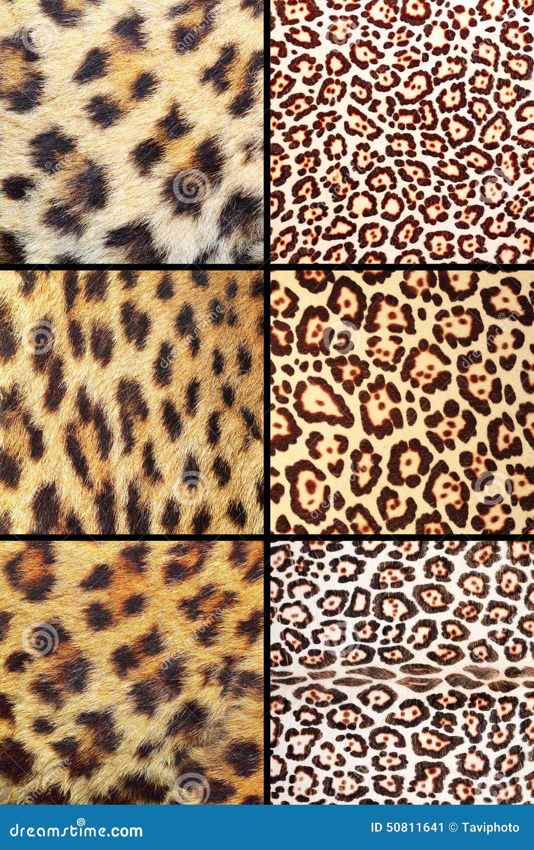 Collection of Different Leopard Pelts Stock Image - Image of design ...