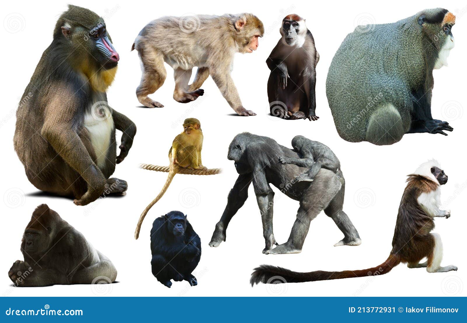 Collection of Different Monkeys Stock Image - Image of animals, macaque ...