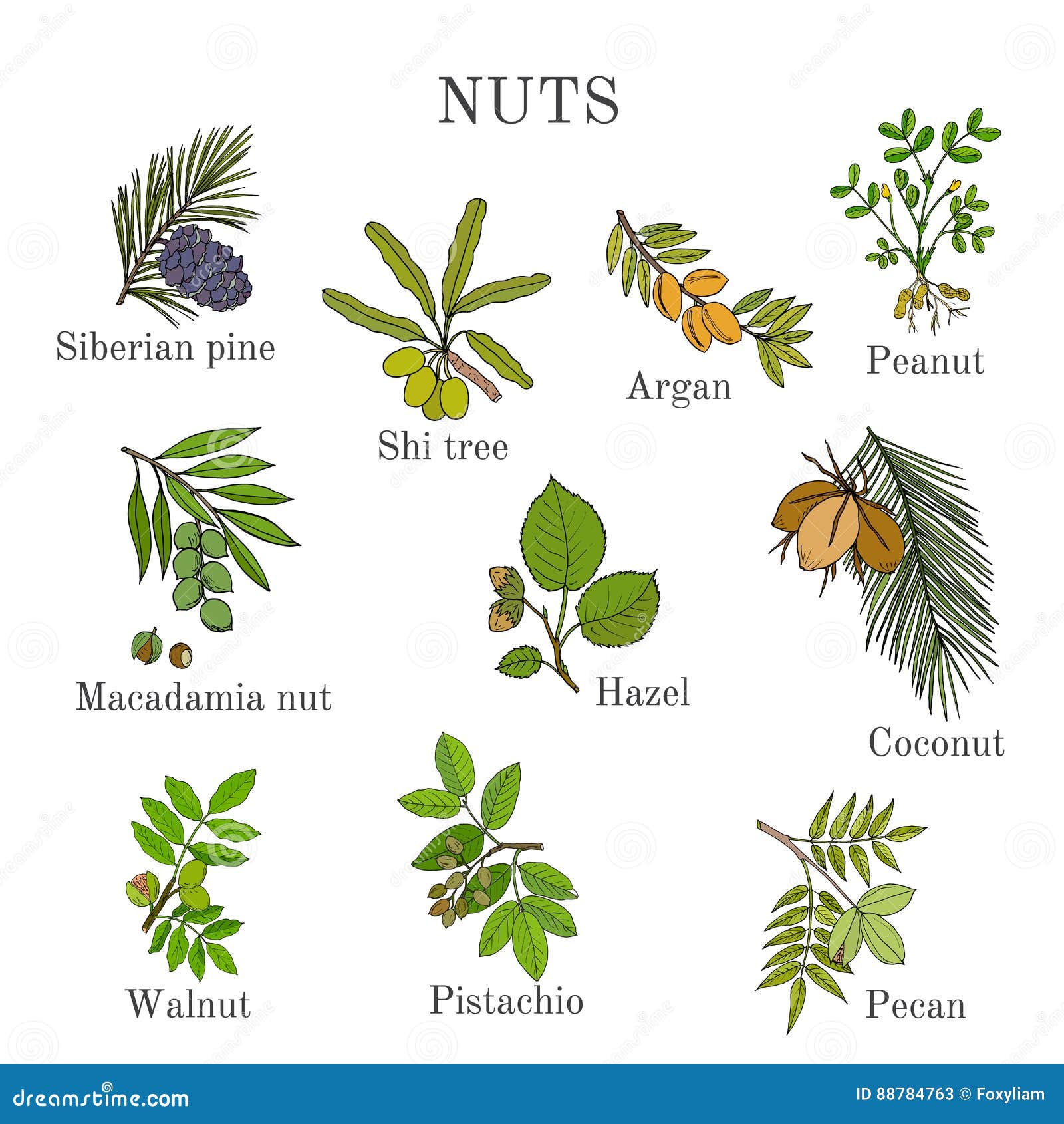 Collection of Different Nut Branches Stock Vector - Illustration of ...