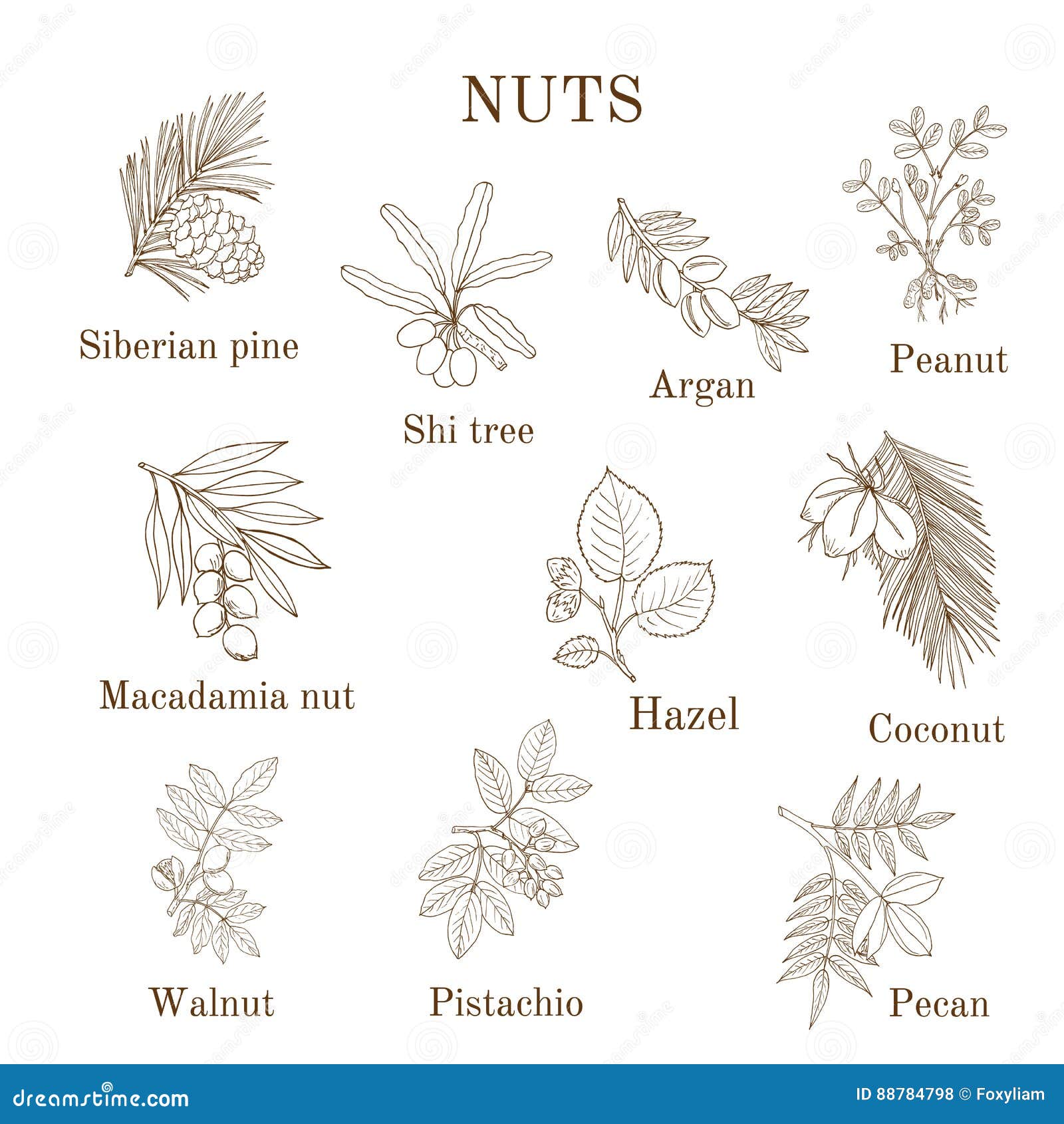 Collection of Different Nut Branches Stock Vector - Illustration of ...