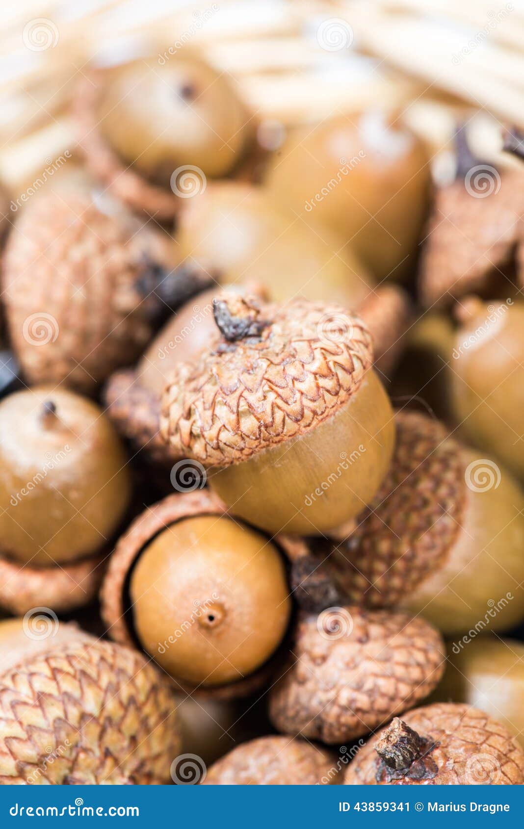 Acorns Different Maturity And Sizes Lie On The Floor Under The Oak Tree ...