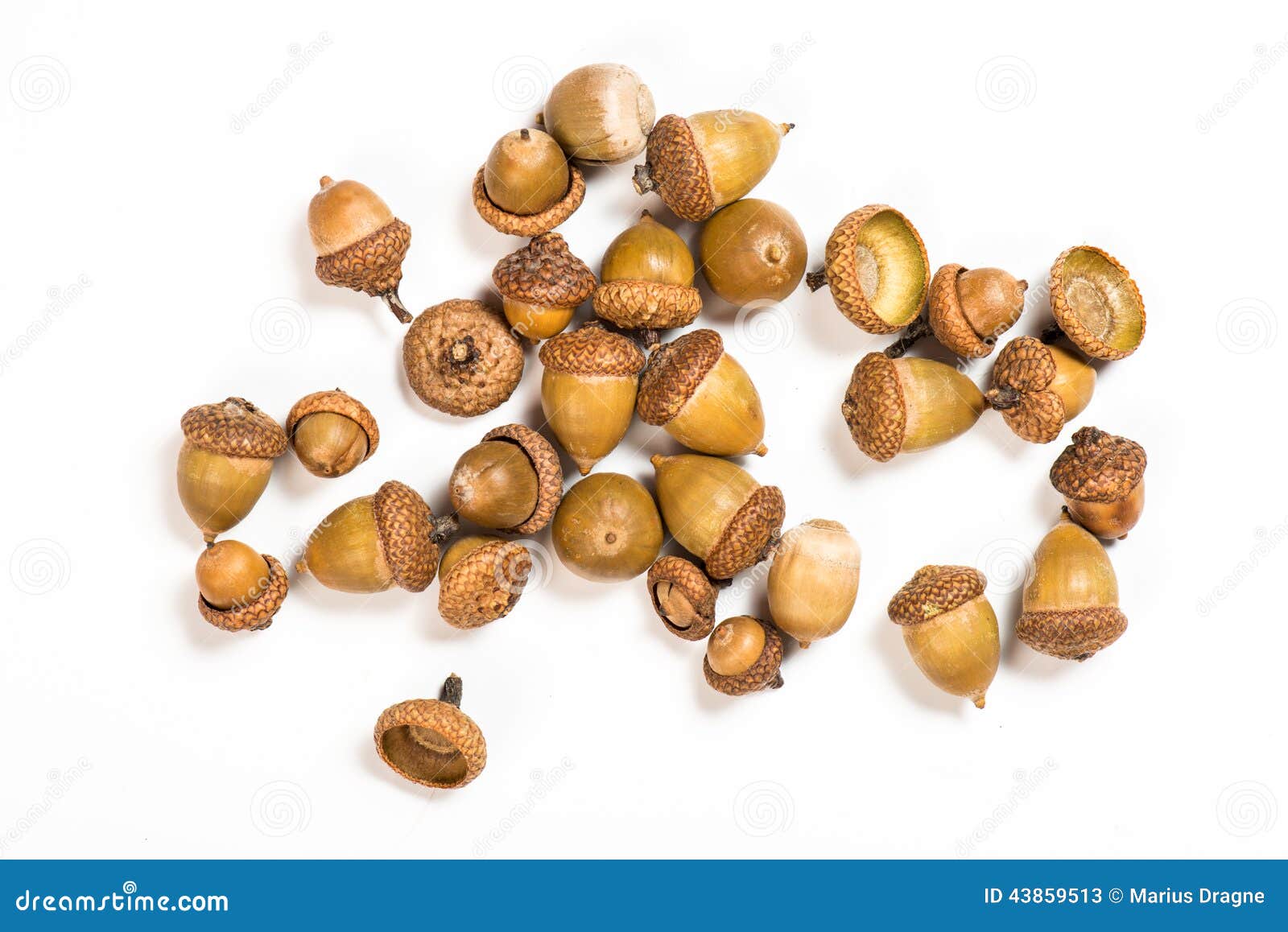 Acorns Different Maturity And Sizes Lie On The Floor Under The Oak Tree ...