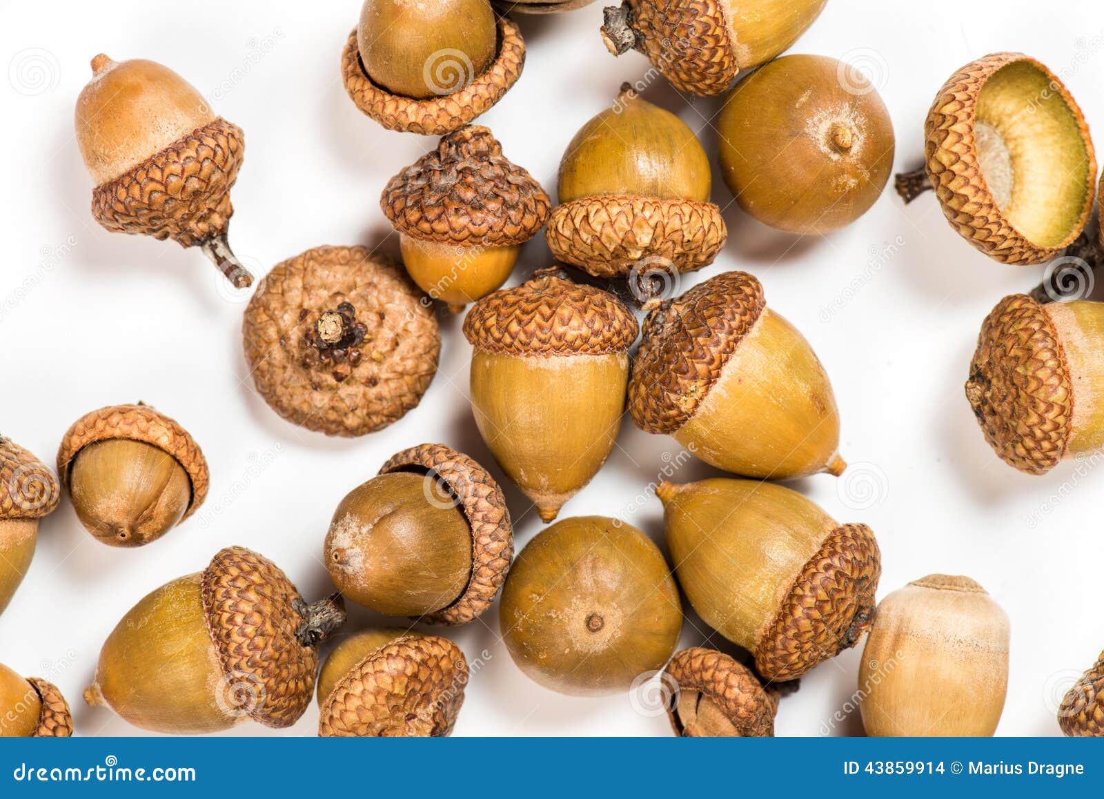 Collection of Different Oak Acorns Stock Photo - Image of autumn, food ...