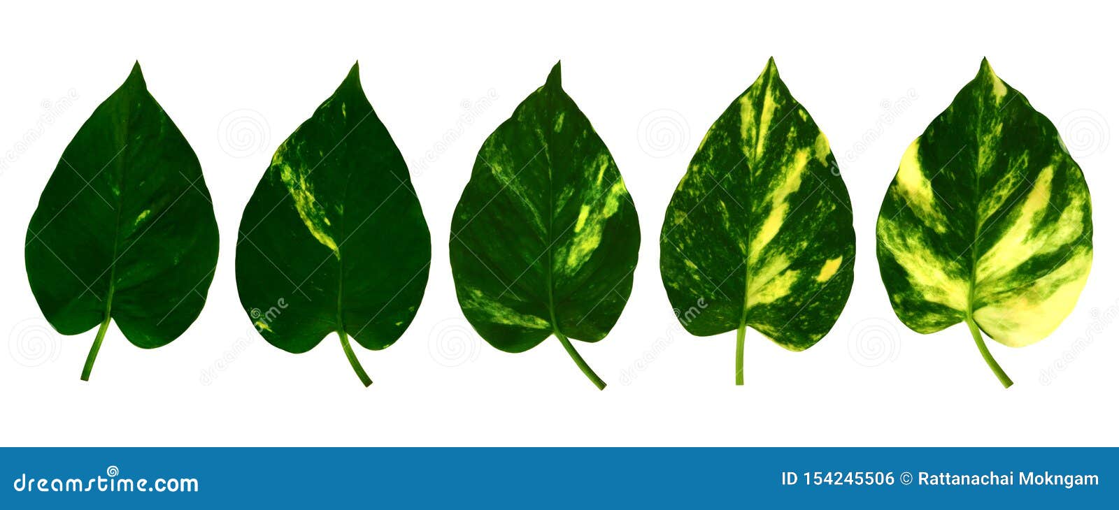 Collection Different Pattern Of Golden Pothos Leaves Isolated On White ...