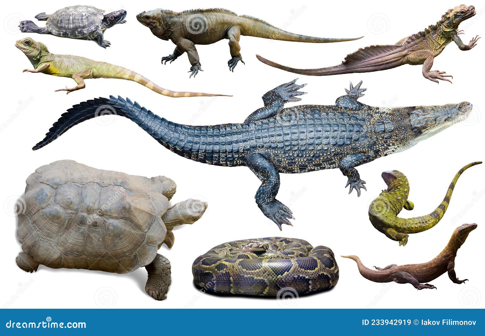 Collection of reptiles stock image. Image of lizard - 233942919