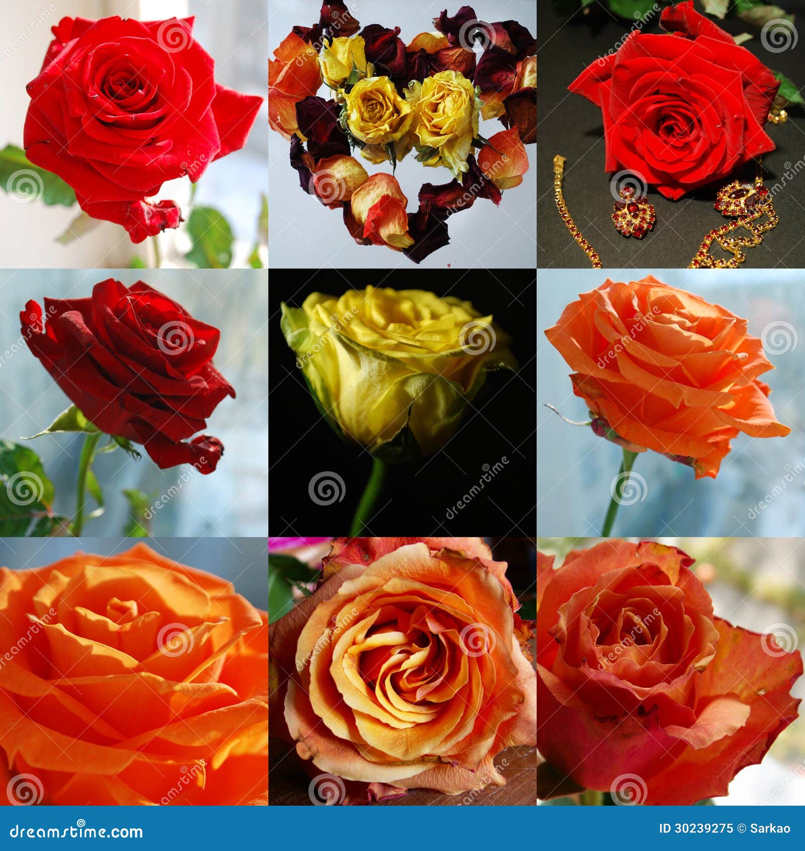 Roses collection stock image. Image of valentine, pink - 30239275