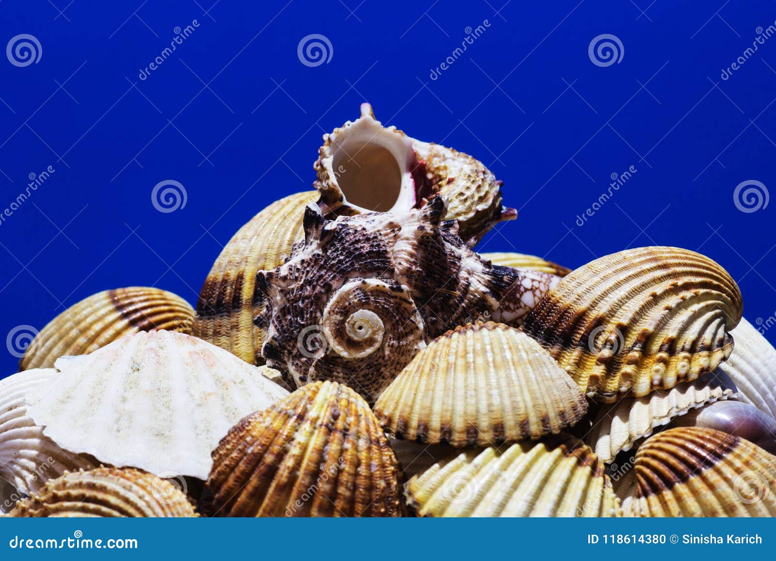 Sea shells collection stock photo. Image of seashell - 118614380