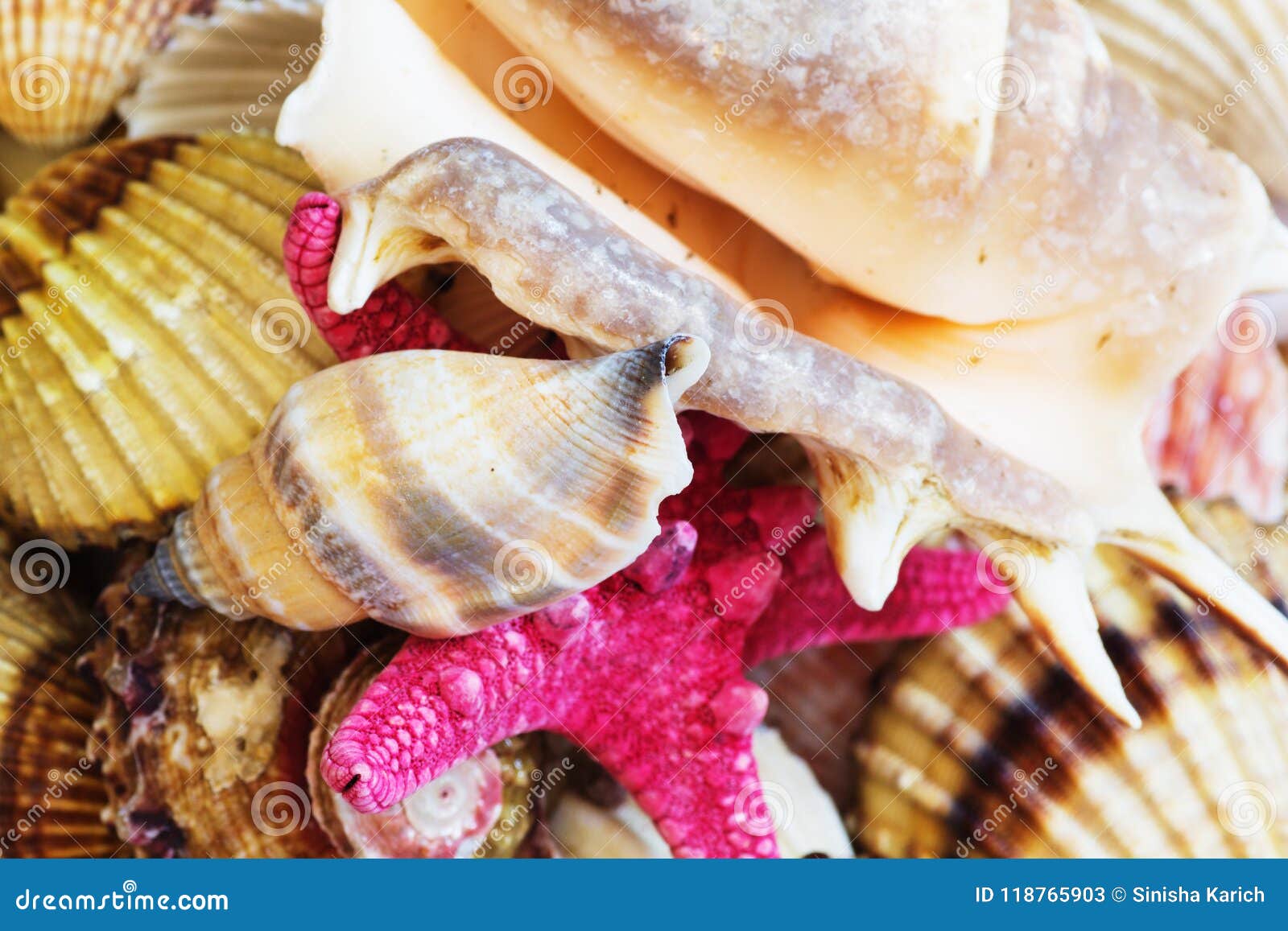 Sea shells collection stock image. Image of ocean, paradise - 118765903