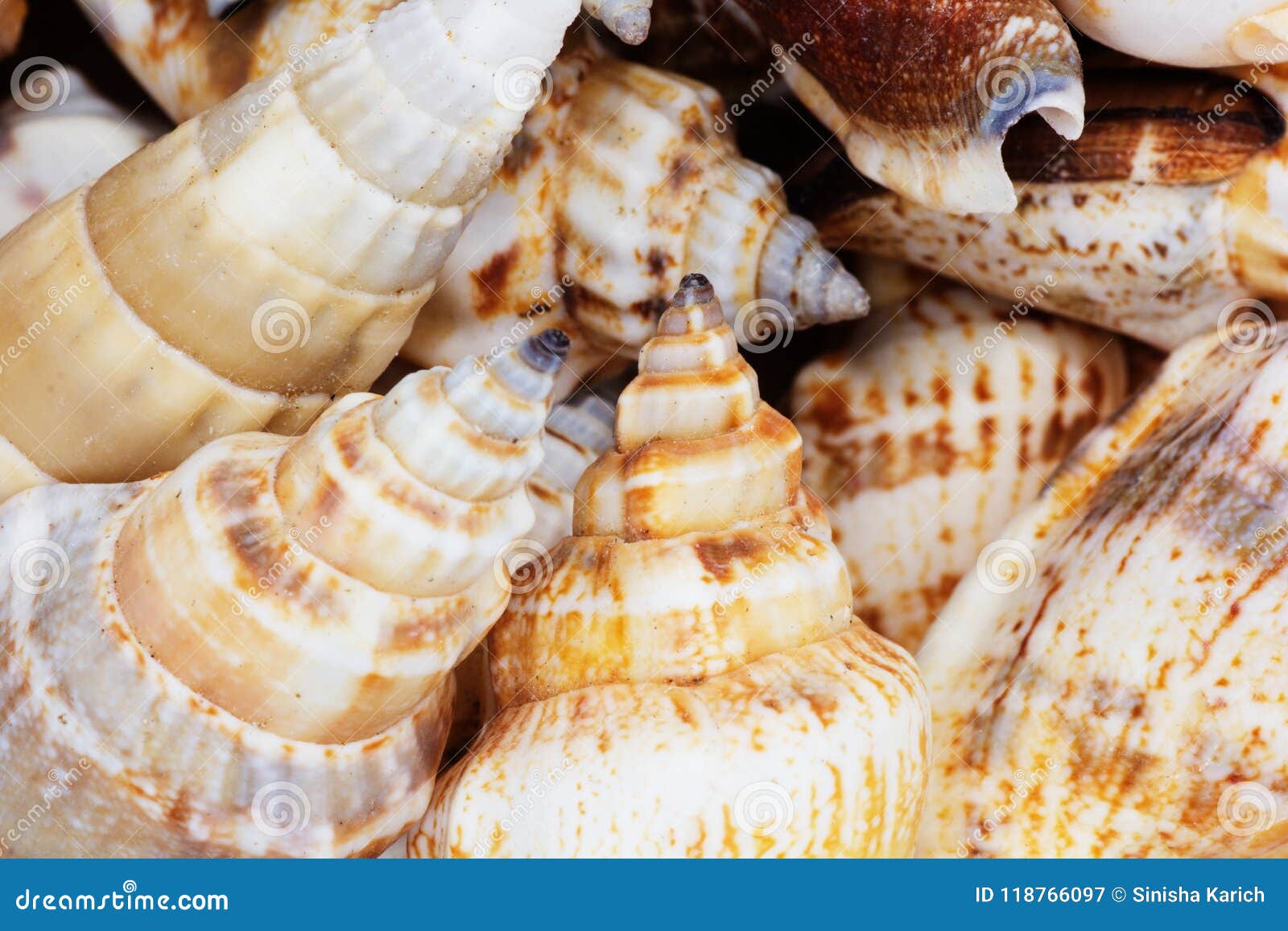 Sea shells collection stock image. Image of exotic, closeup - 118766097